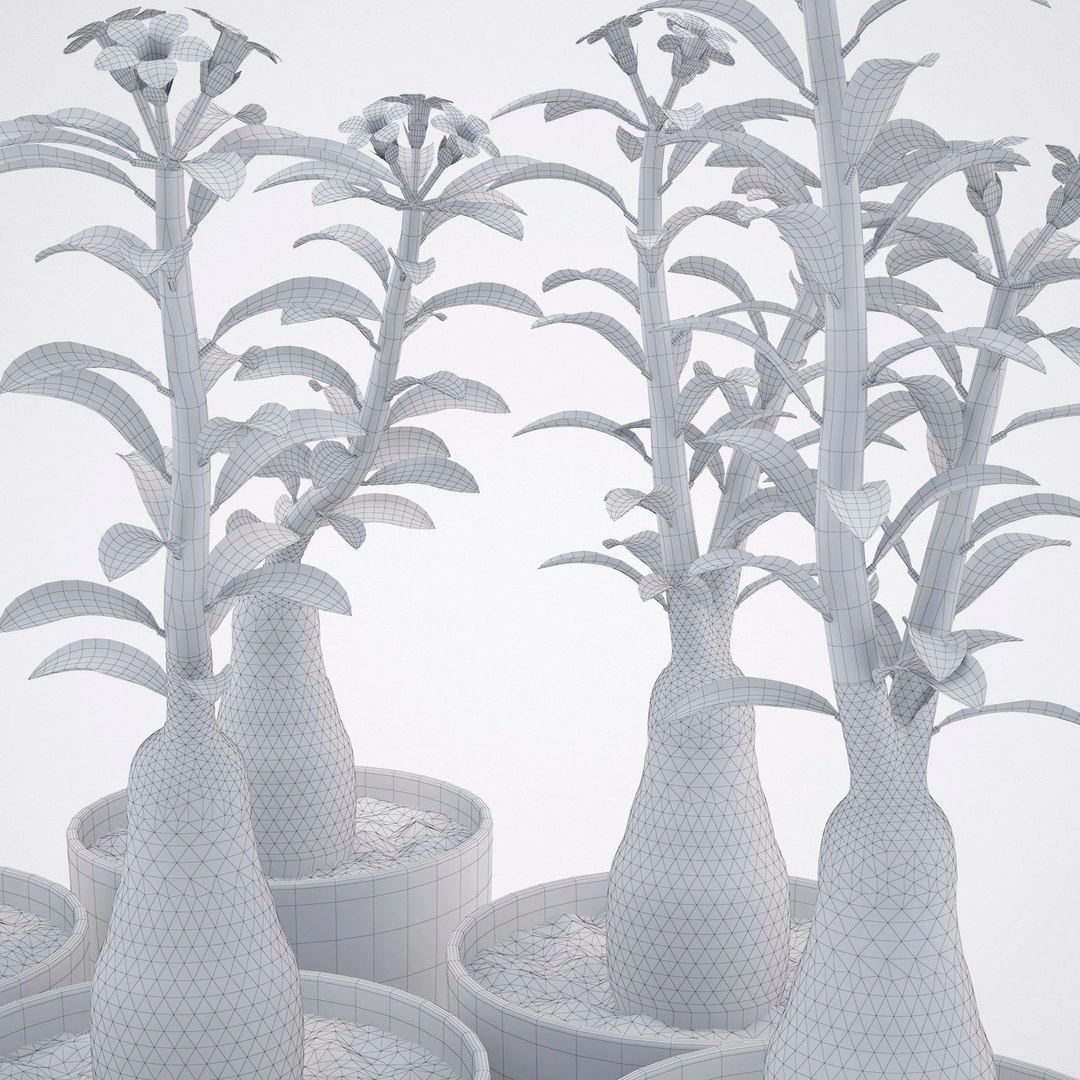 Adenium Plant 3D Model - TurboSquid 1251313