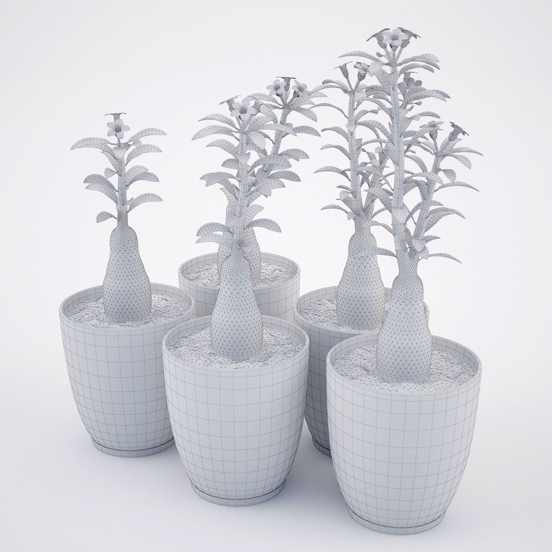 Adenium Plant 3D Model - TurboSquid 1251313