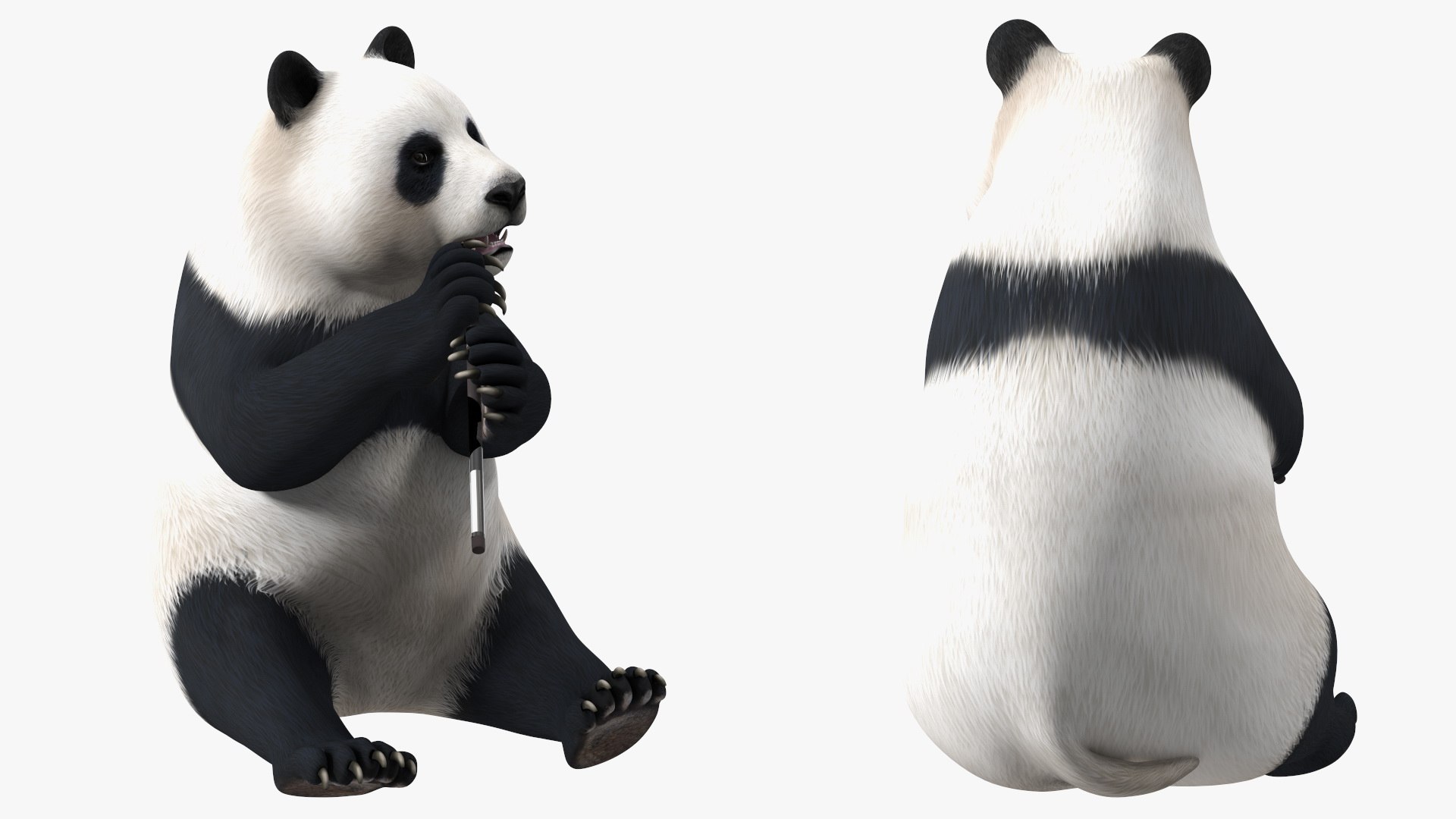 Giant Panda Sitting Pose model - TurboSquid 1815082