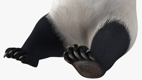 Giant Panda Sitting Pose model - TurboSquid 1815082