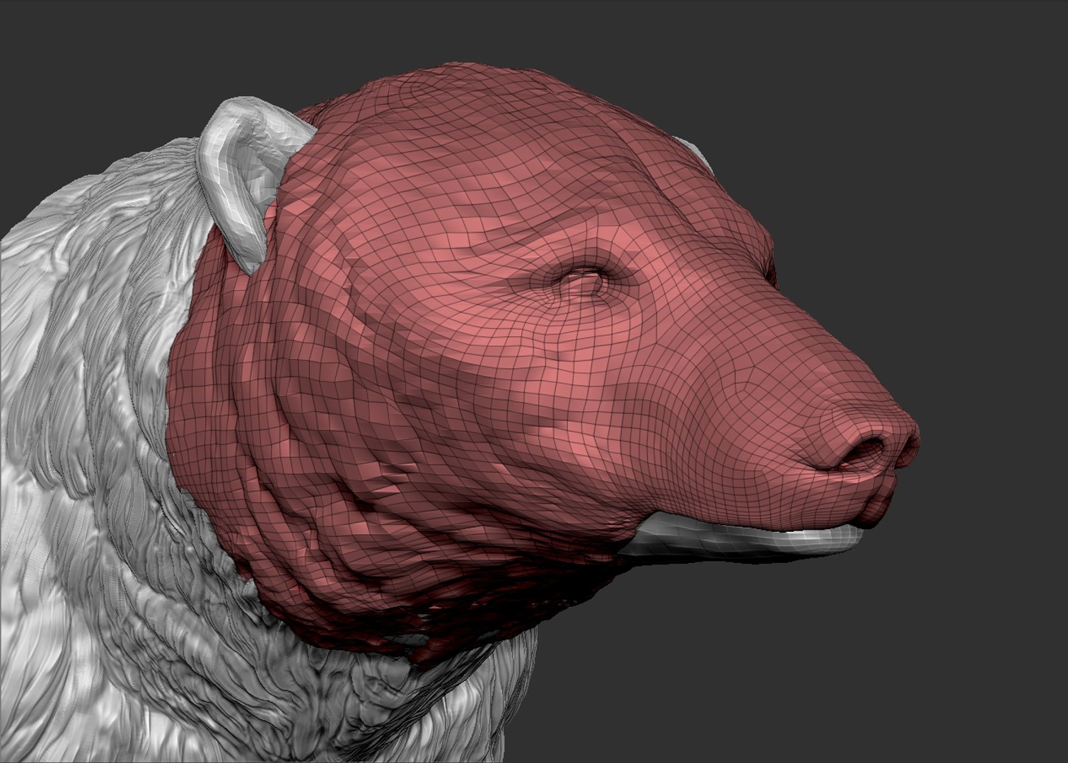 3D Polar Bear Head - TurboSquid 1291246