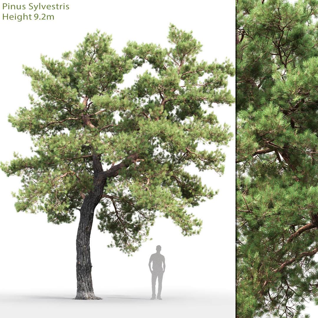 3D pack realistic pines - TurboSquid 1375515