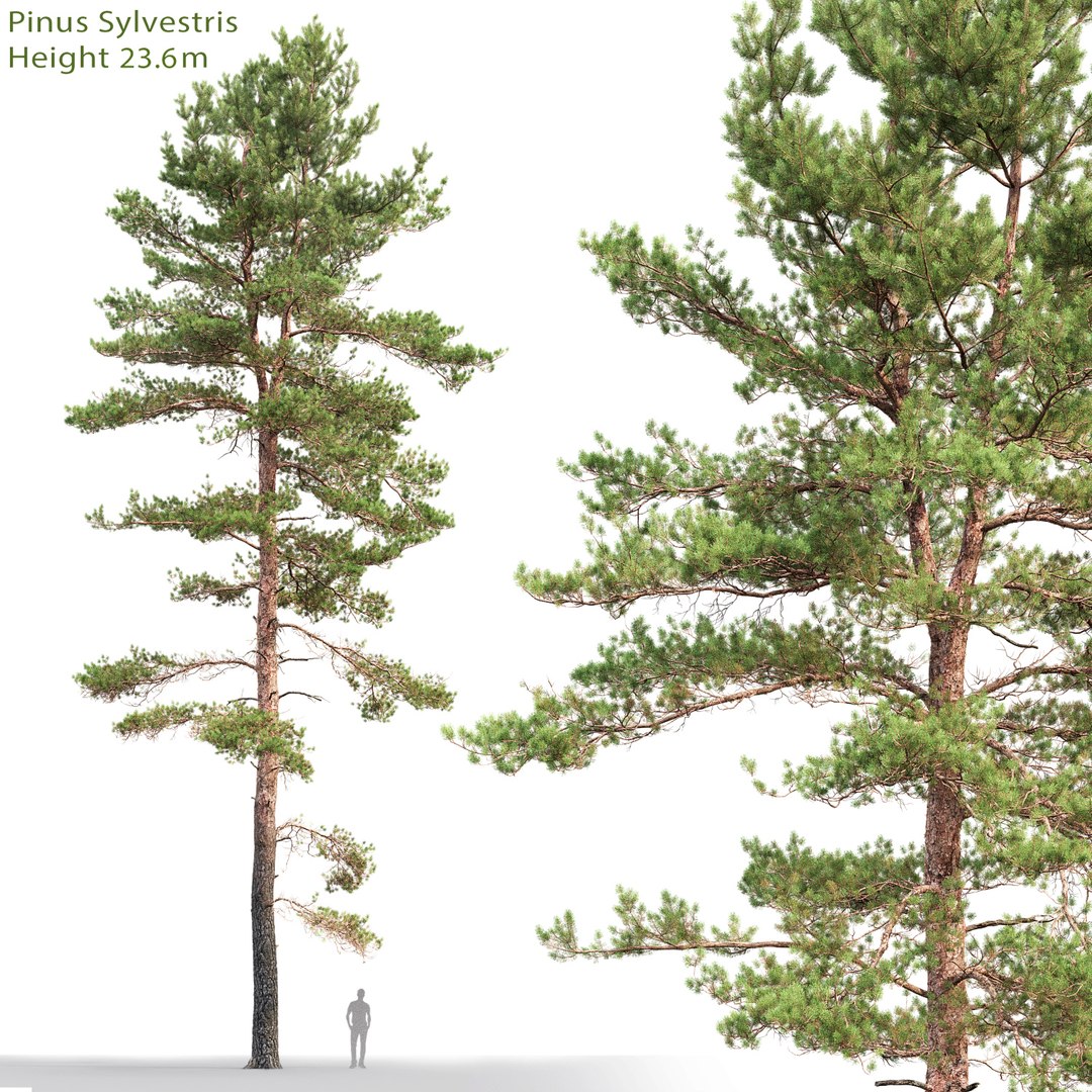 3D Pack Realistic Pines - TurboSquid 1375515