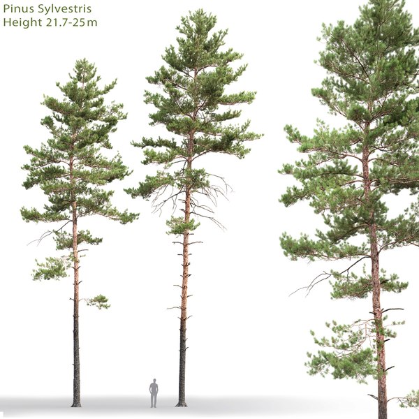 3D pack realistic pines - TurboSquid 1375515