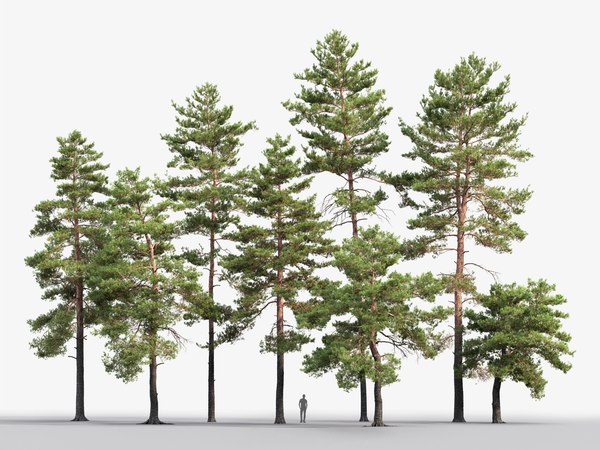 Free Tree 3D Models for Download | TurboSquid