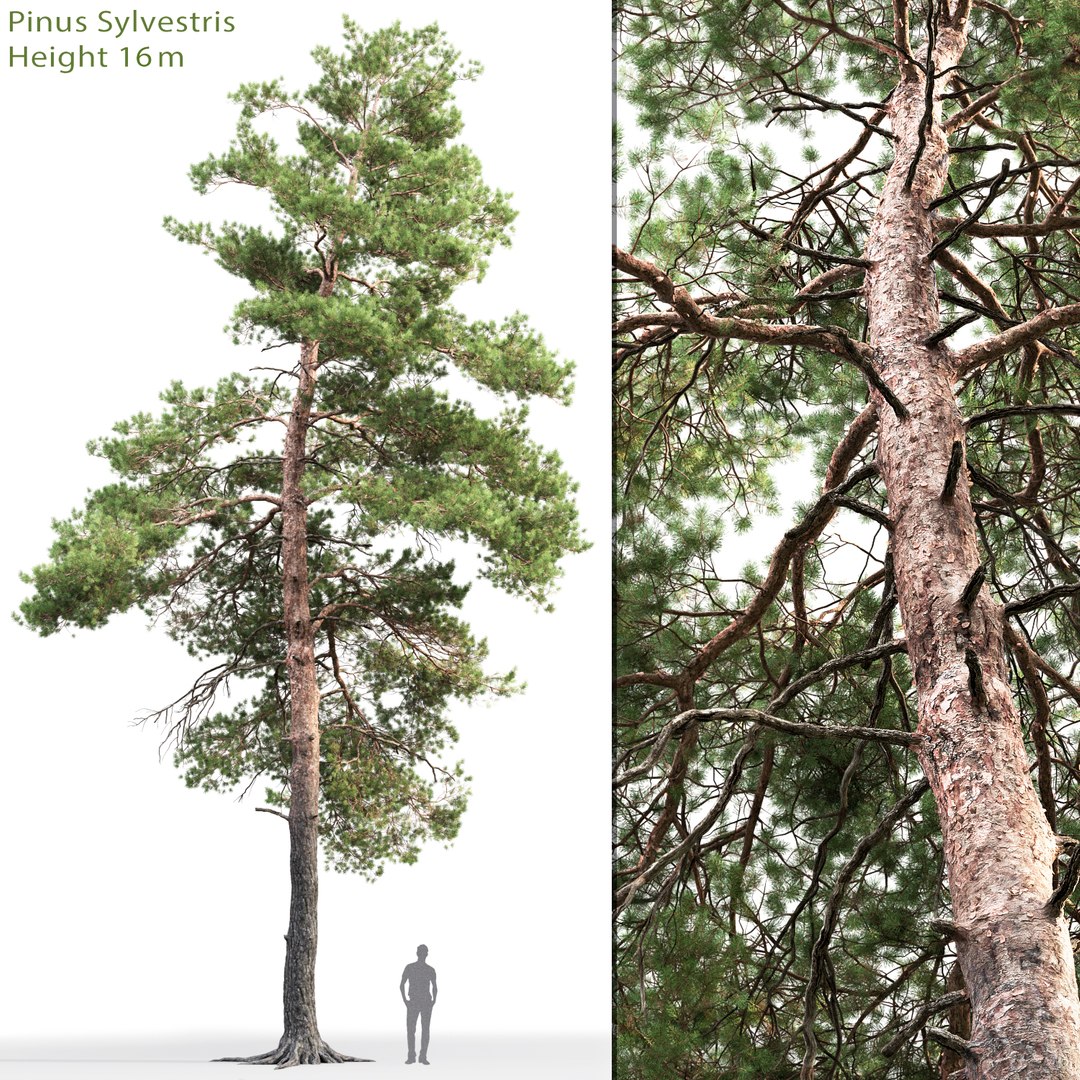 3D Pack Realistic Pines - TurboSquid 1375515