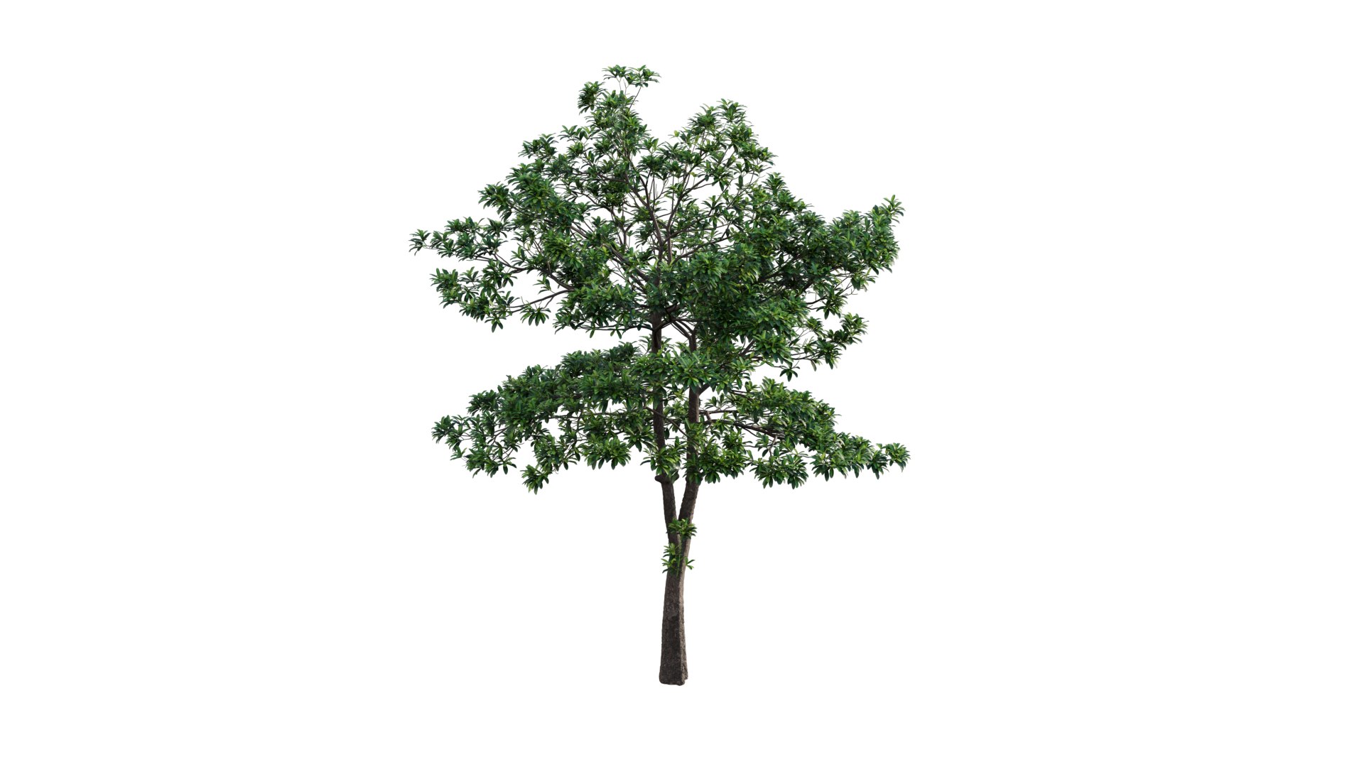 3D Alstonia Scholaris Model - TurboSquid 1778407