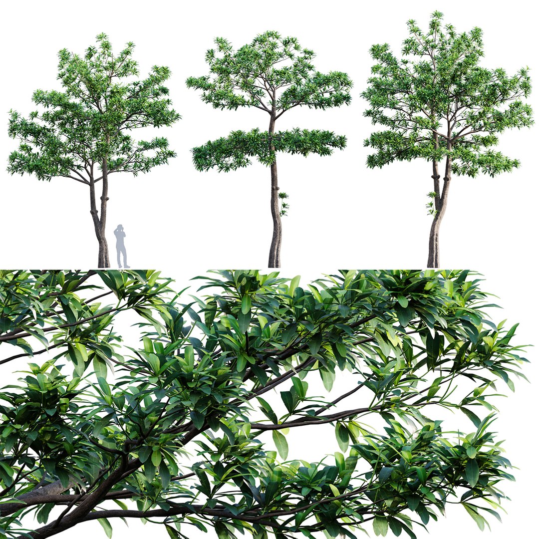 3D Alstonia Scholaris Model - TurboSquid 1778407