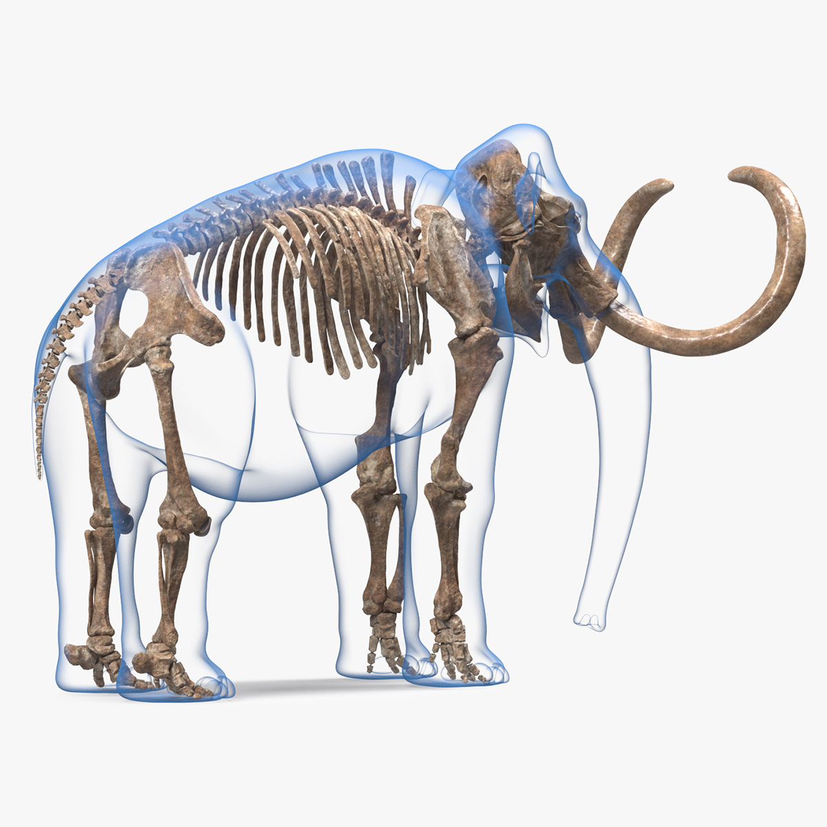 Adult Mammoth Old Skeleton Shell Rigged for Maya 3D - TurboSquid 1874392