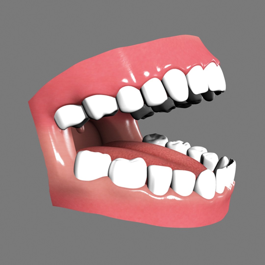 human mouth 3d model