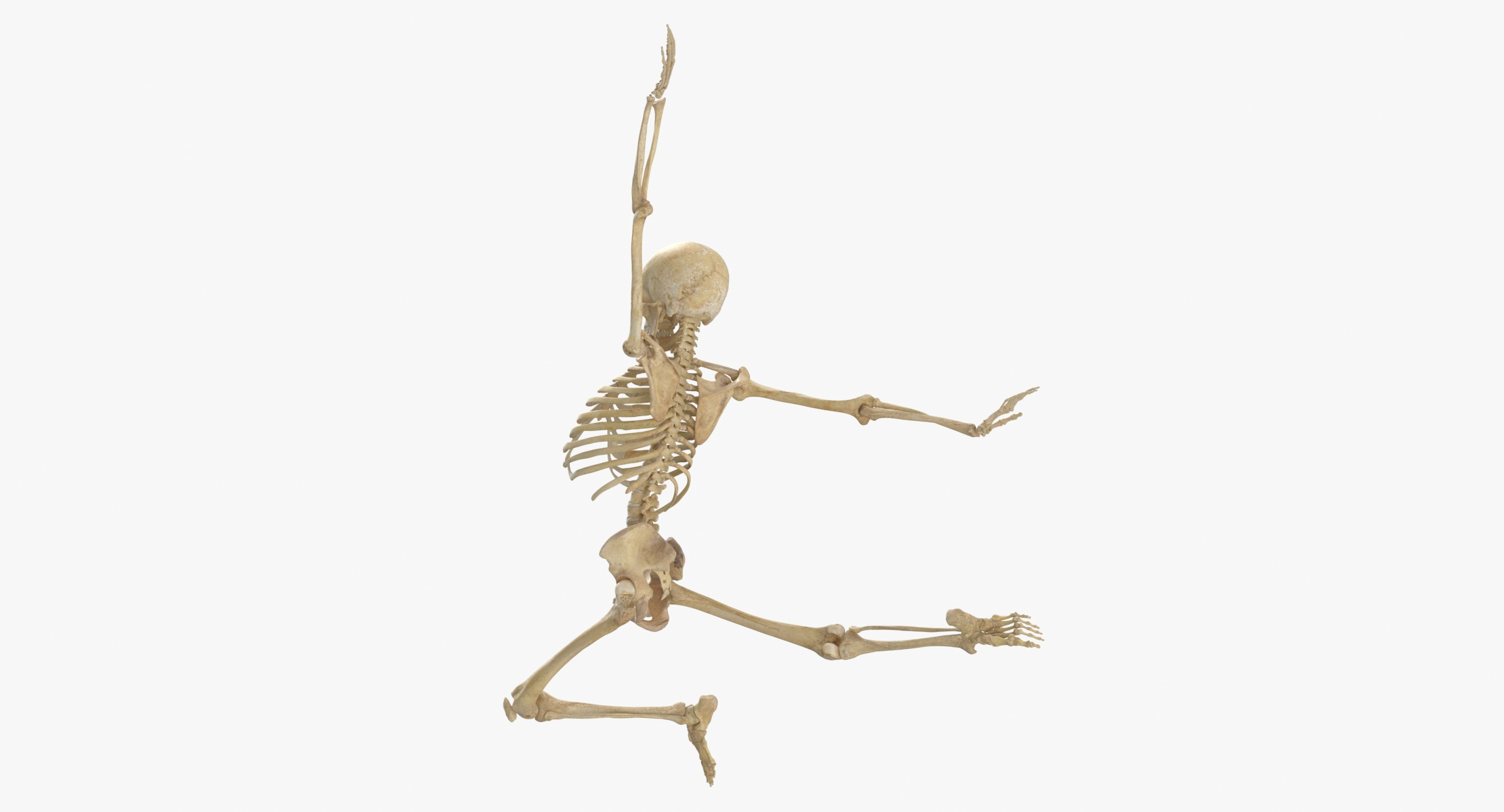 3D Real Human Female Skeleton Pose 95 - TurboSquid 1828002
