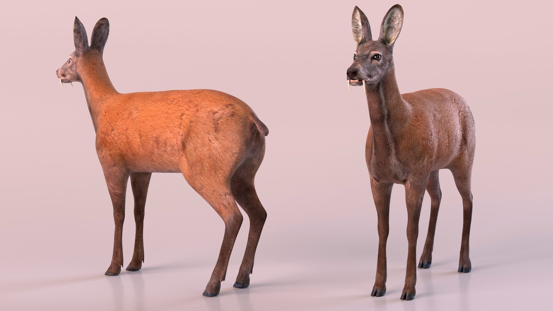 3D Siberian Musk Deer Rigged For Maya Model - TurboSquid 2225106