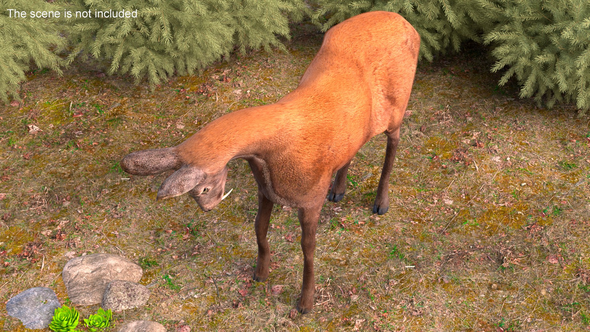 3D Siberian Musk Deer Rigged For Maya Model - TurboSquid 2225106