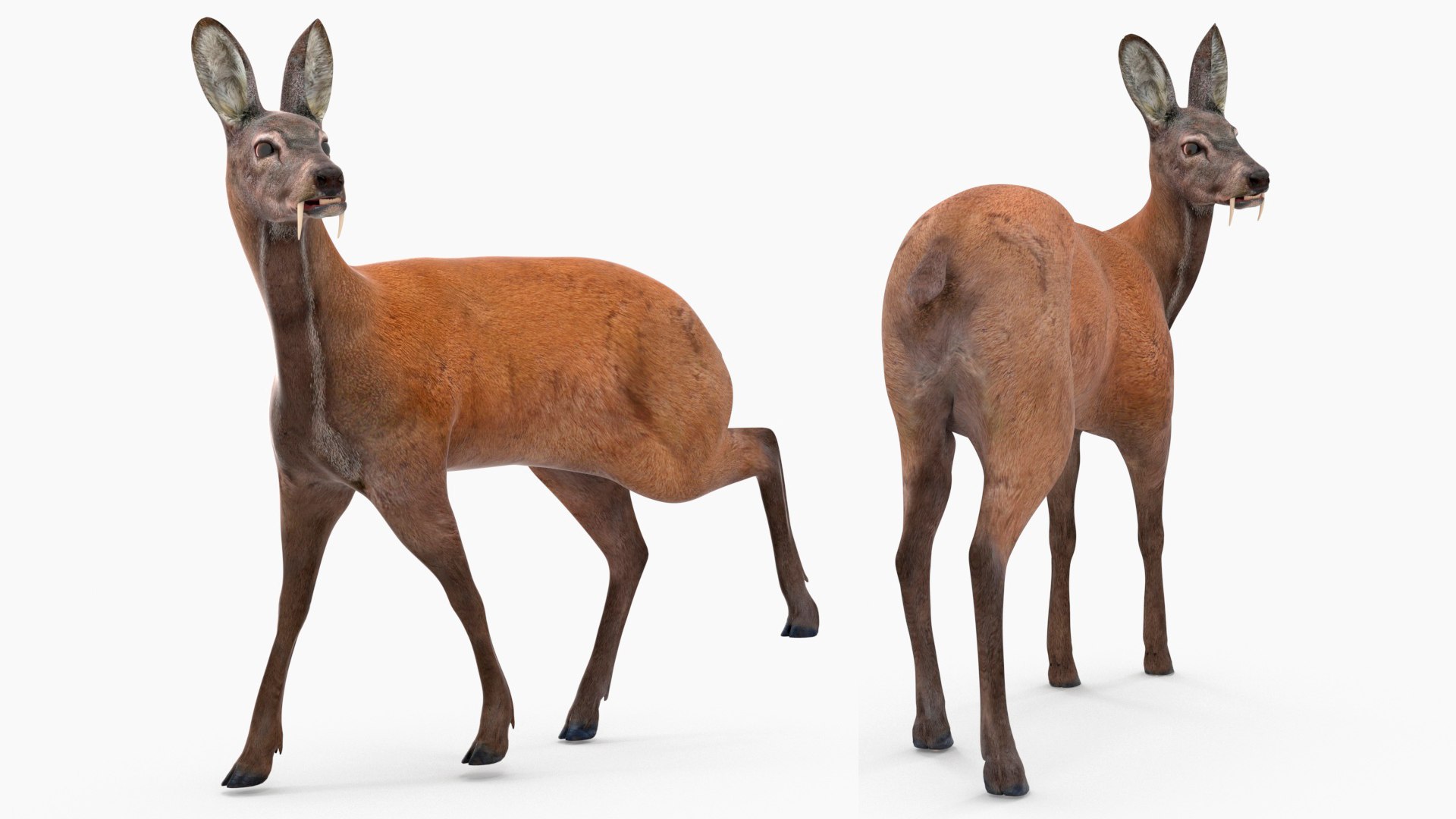 3D Siberian Musk Deer Rigged For Maya Model - TurboSquid 2225106