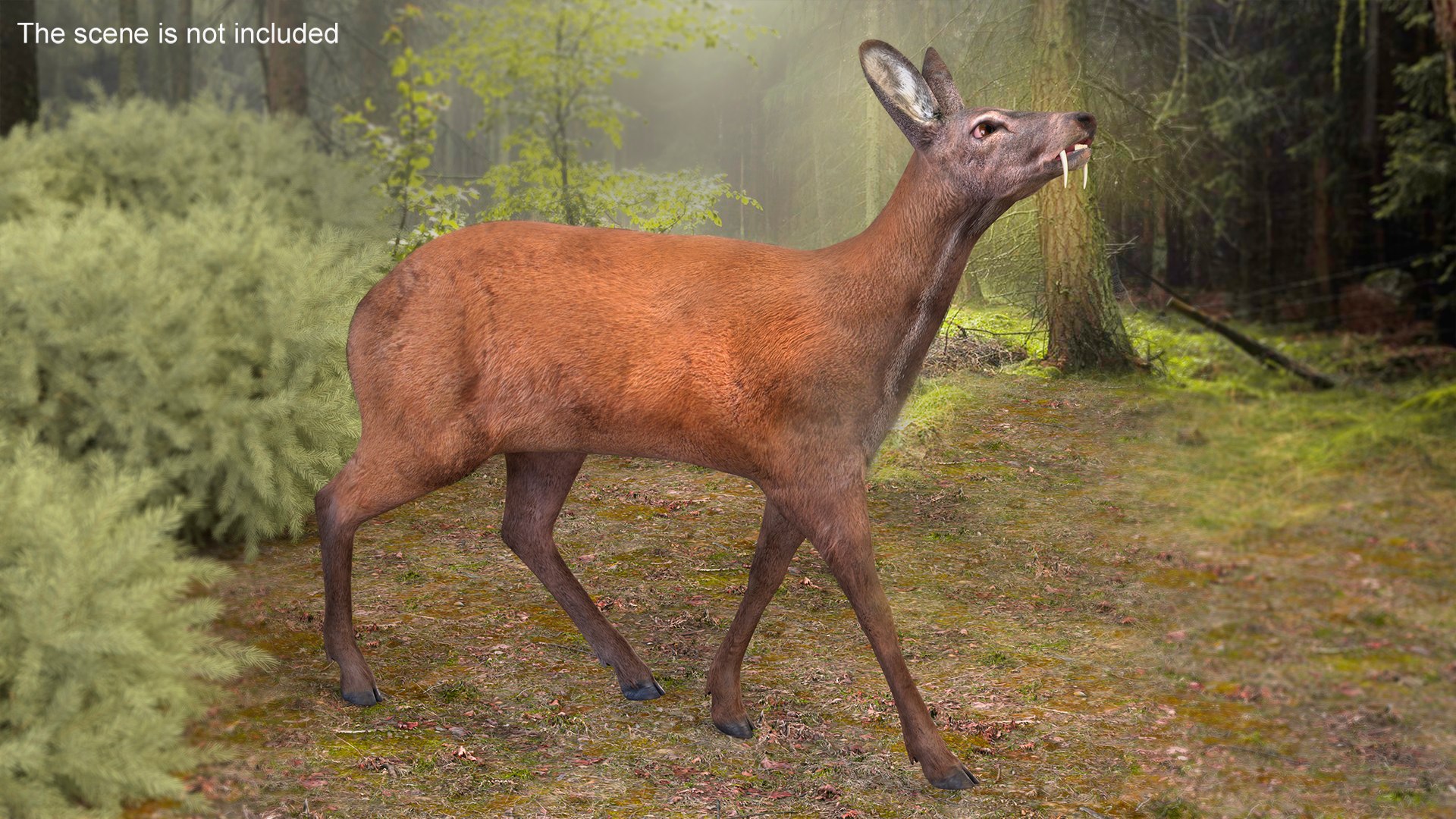 3D Siberian Musk Deer Rigged For Maya Model - TurboSquid 2225106