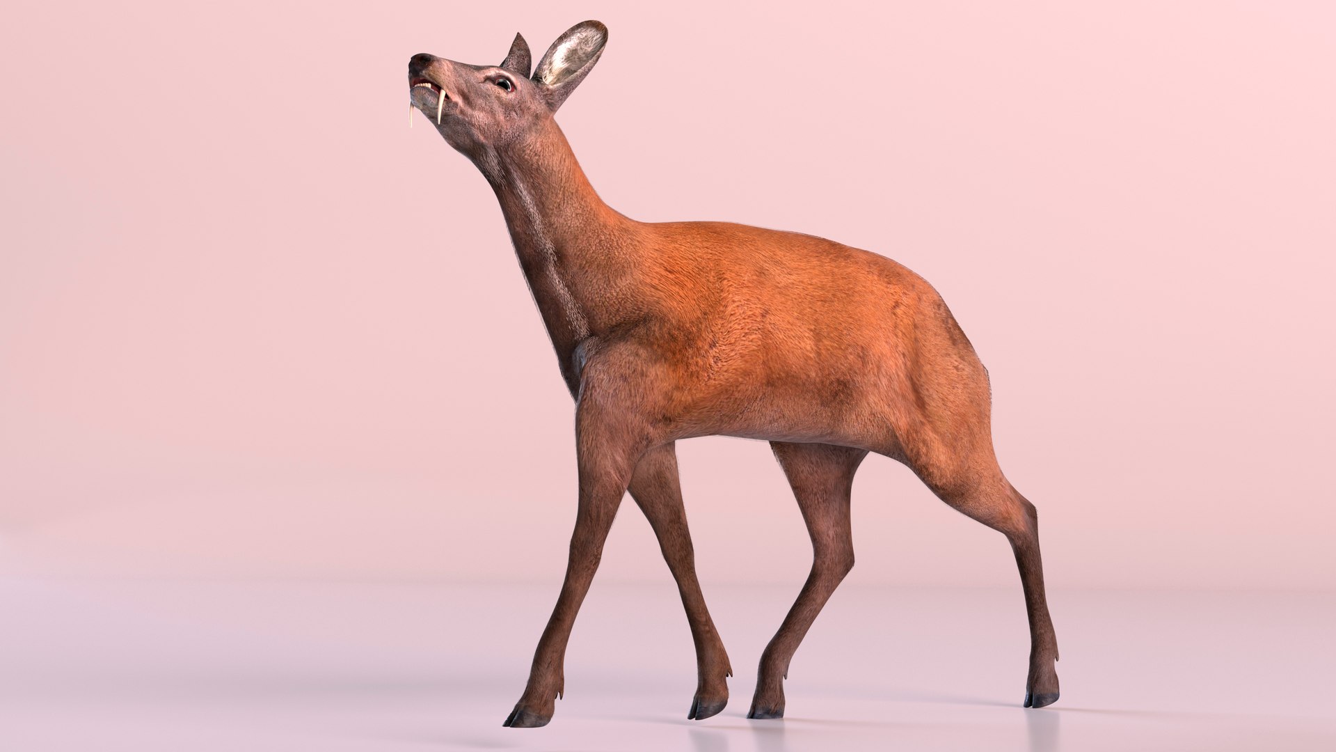 3D Siberian Musk Deer Rigged For Maya Model - TurboSquid 2225106