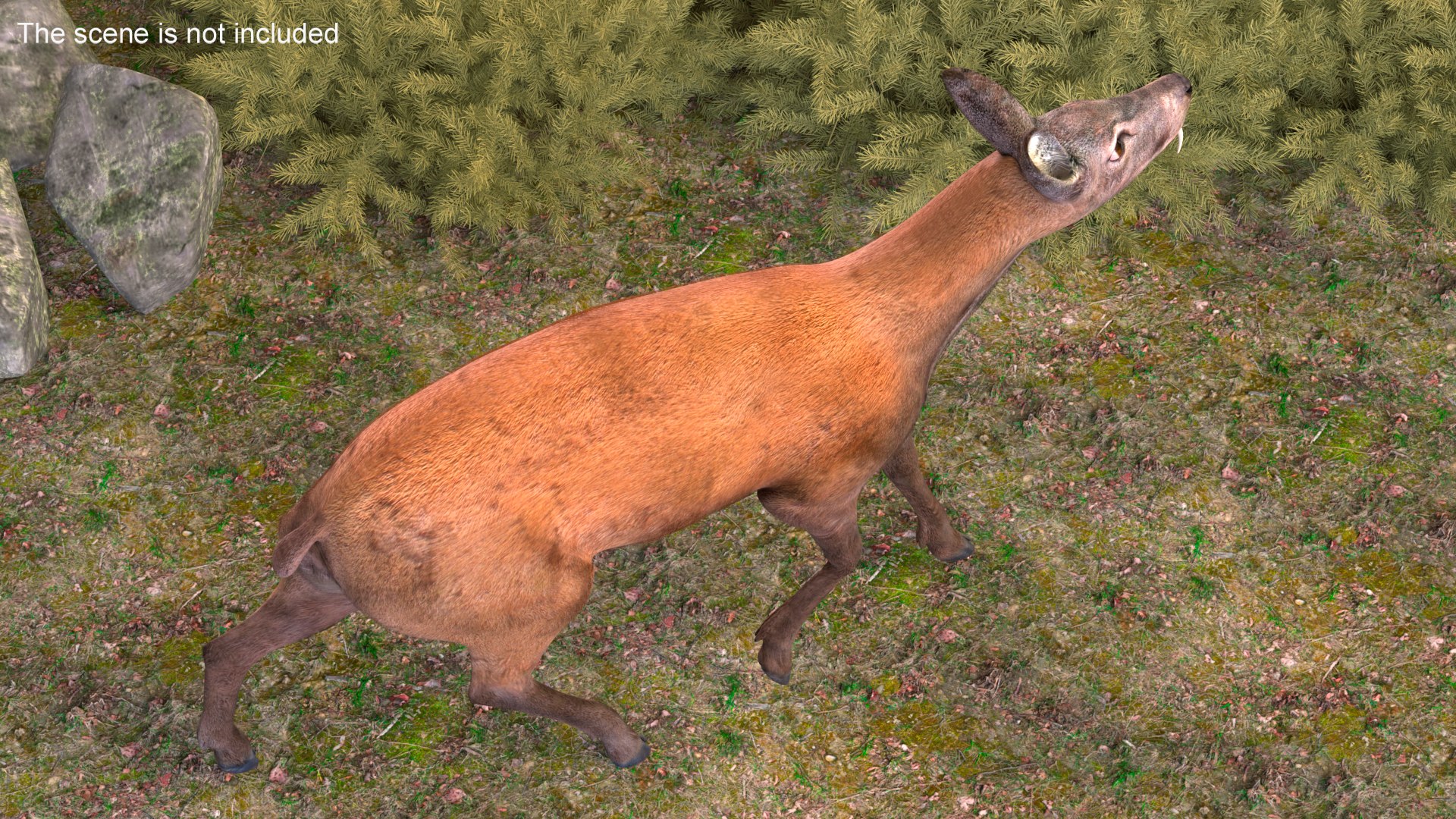 3D Siberian Musk Deer Rigged For Maya Model - TurboSquid 2225106