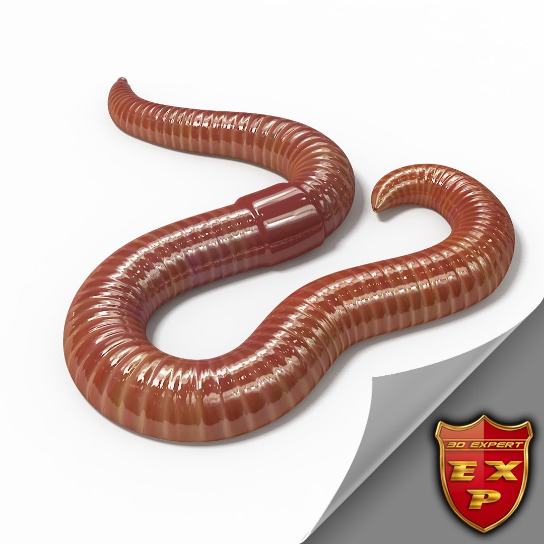 3d Model Earthworm