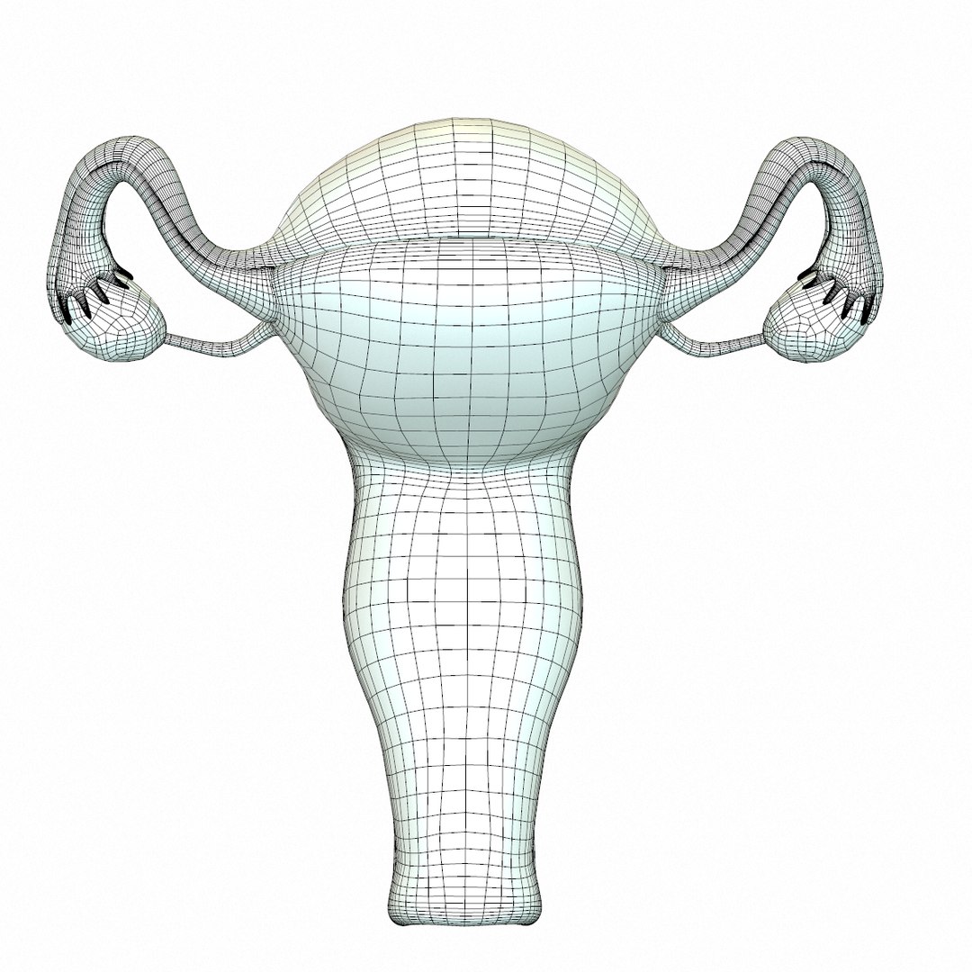 3D Model Female Reproductive - TurboSquid 1564711