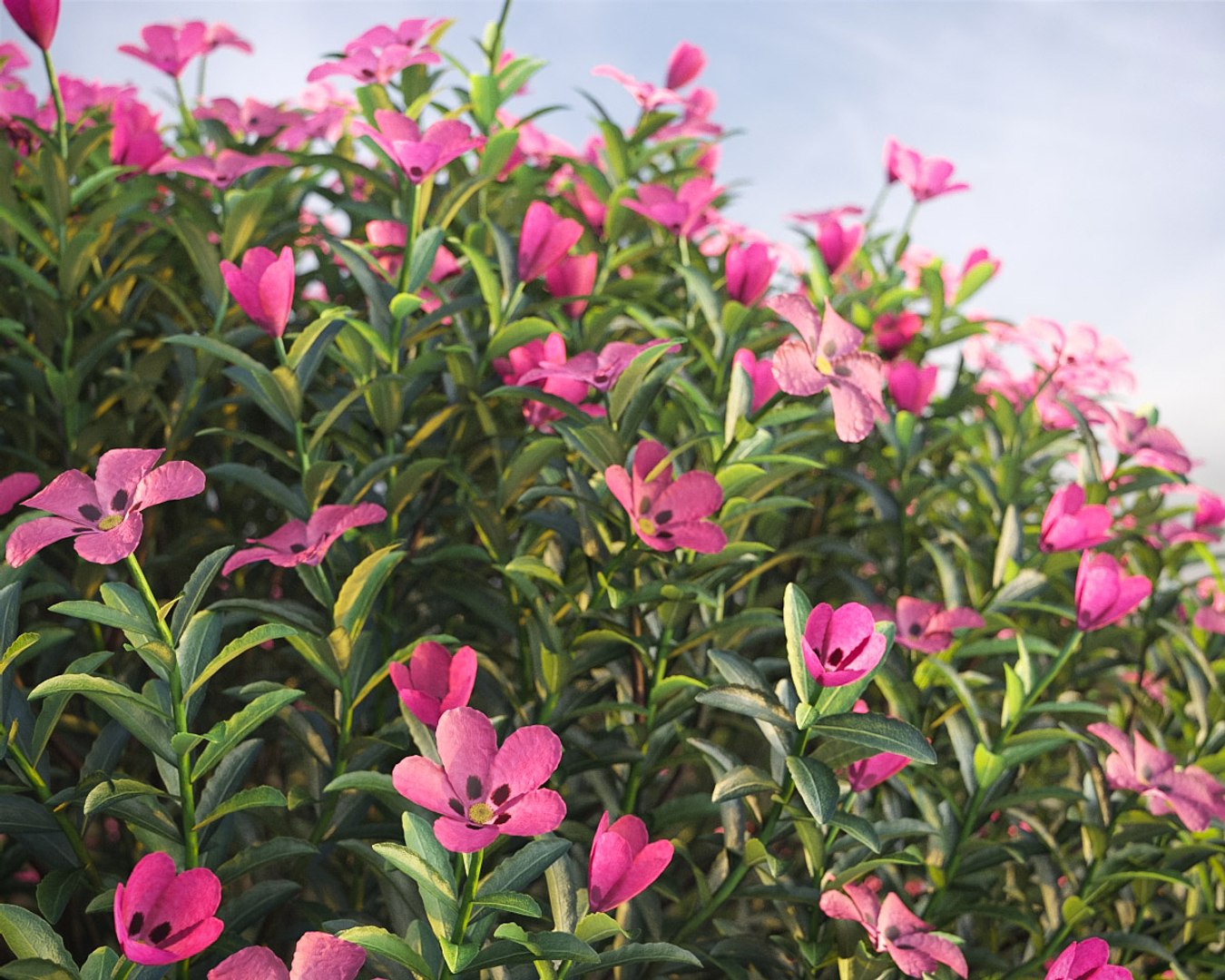 3D XfrogPlants Purple Rockrose - Cistus Purpureus - TurboSquid 1727985