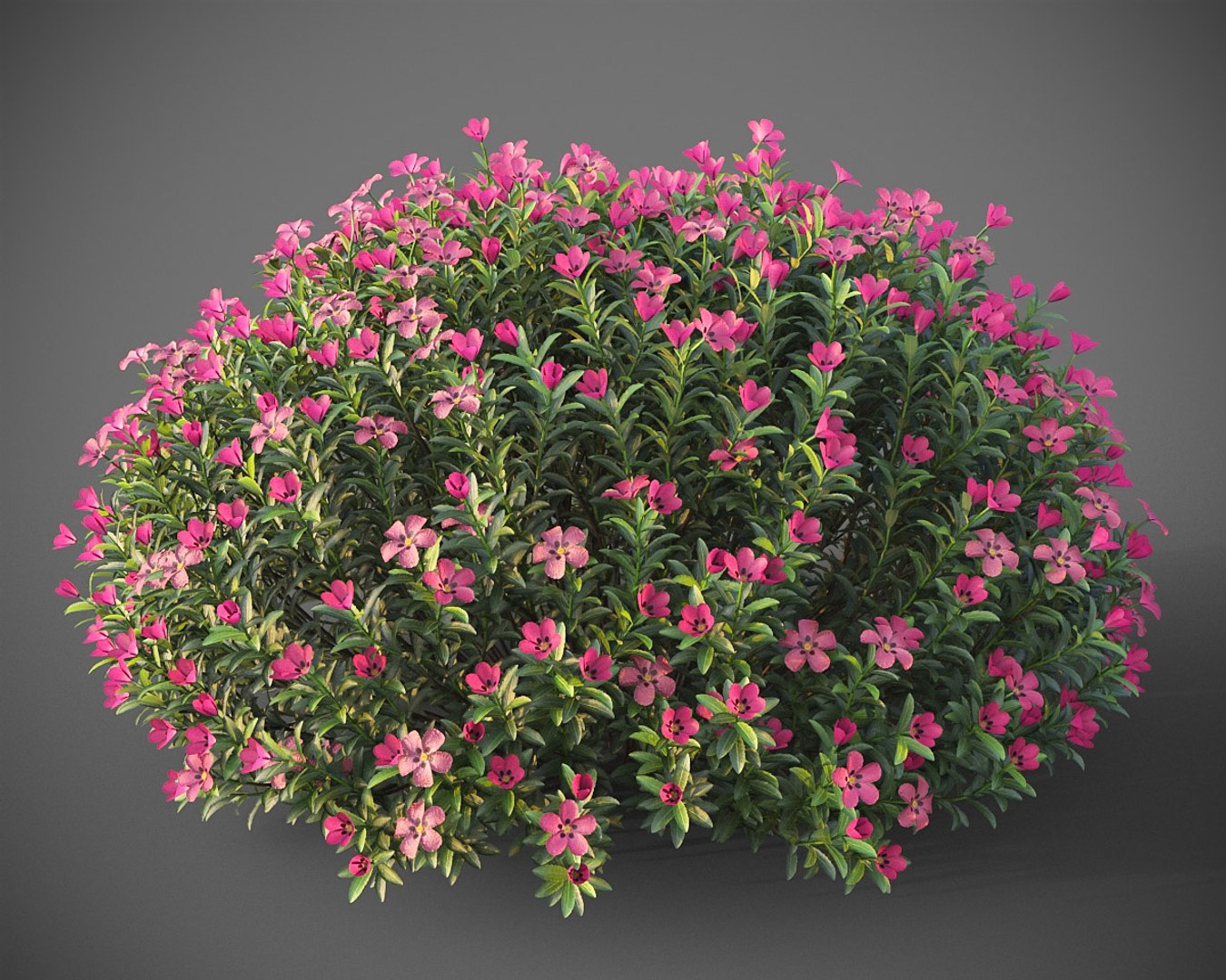 3D XfrogPlants Purple Rockrose - Cistus Purpureus - TurboSquid 1727985