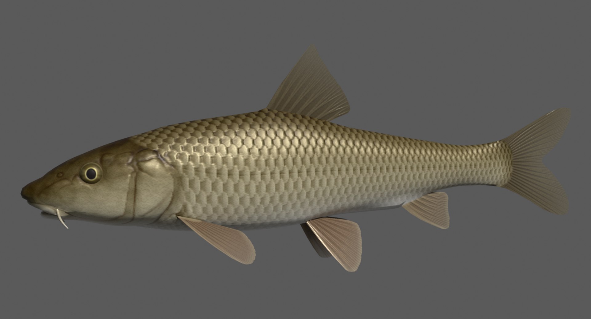 3d Barbel Nigoi