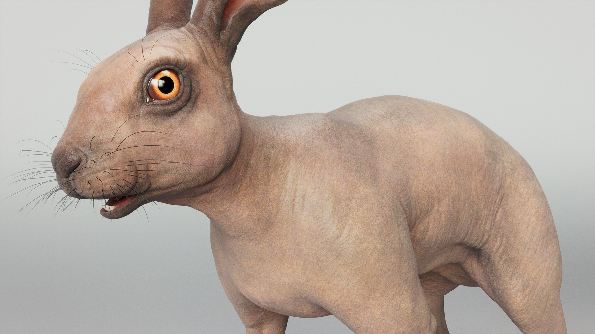 Hare 3D - TurboSquid 2178637