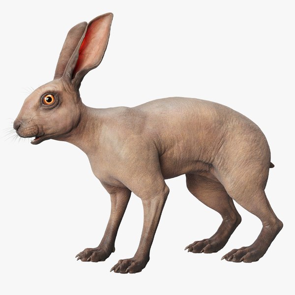 3D Hare Models | TurboSquid