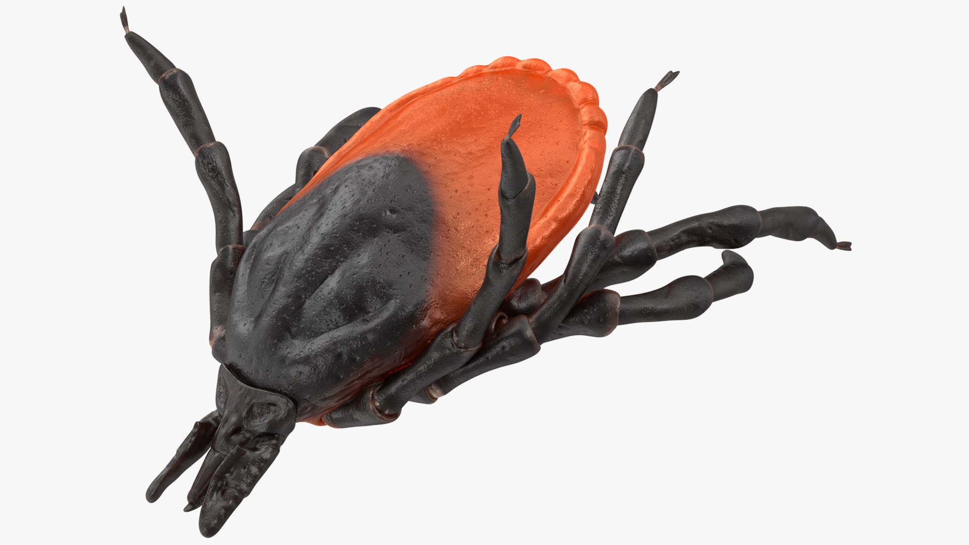 3D Model Tick Rigged - TurboSquid 1853460