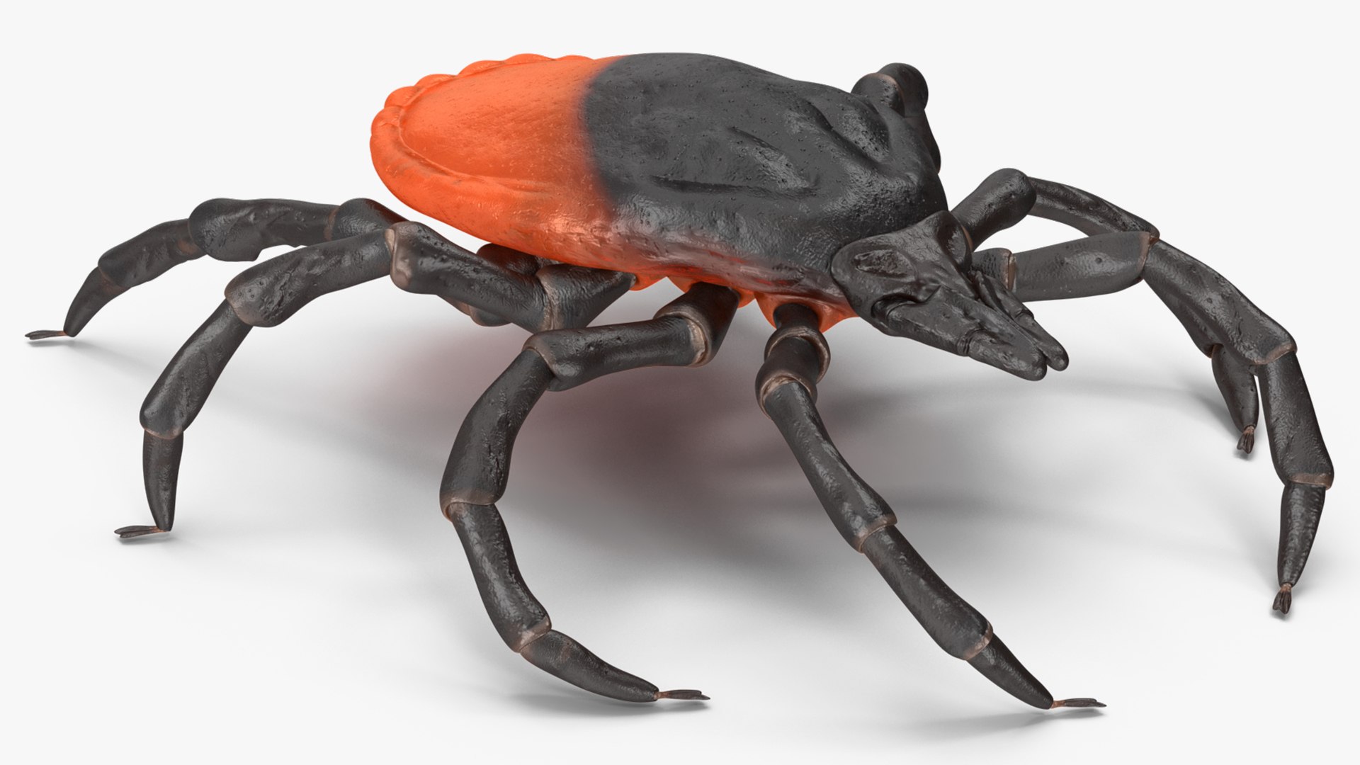 3D Model Tick Rigged - TurboSquid 1853460
