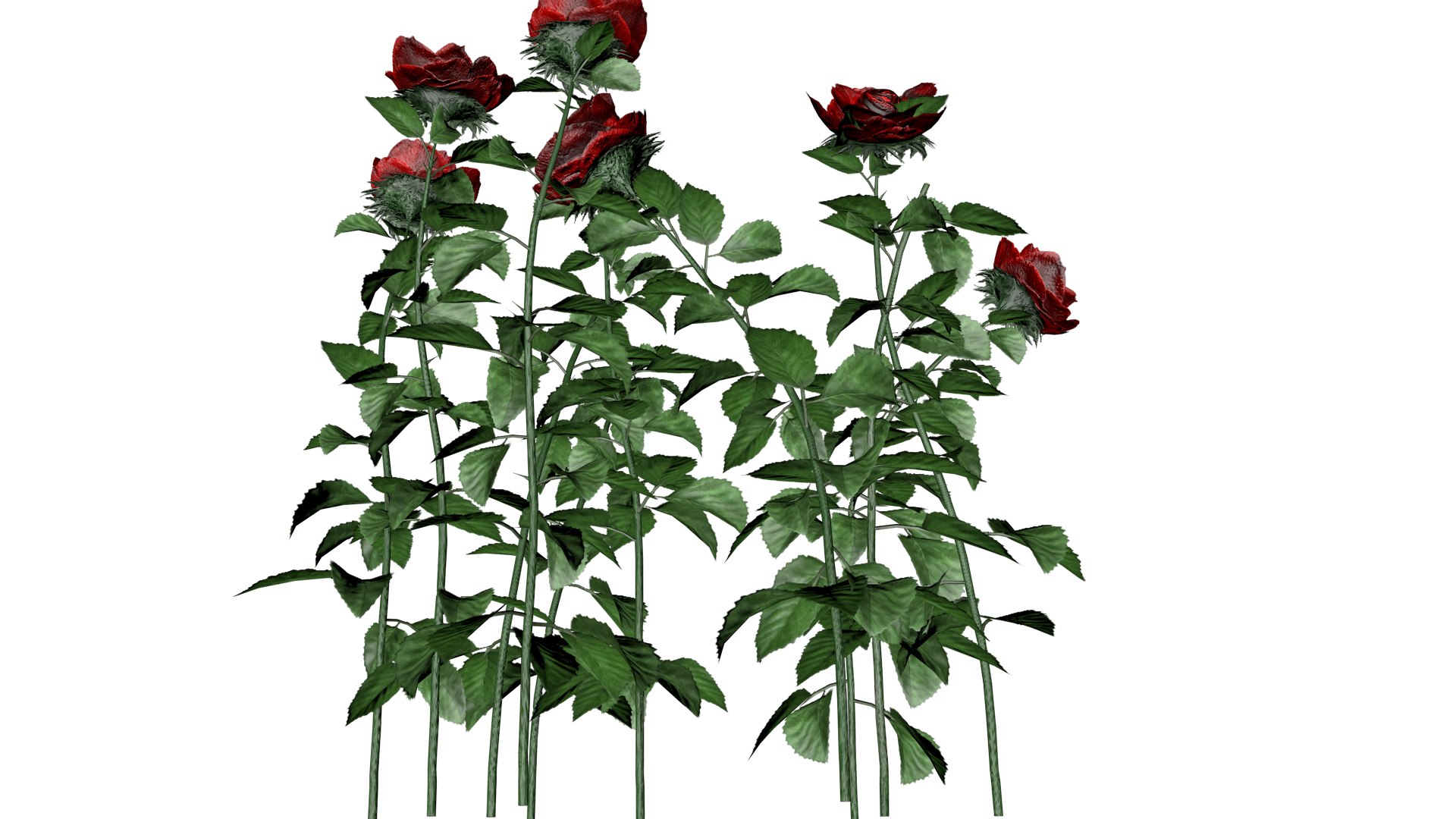 Red Rose Patch - 04 - 3D Model - TurboSquid 2372853