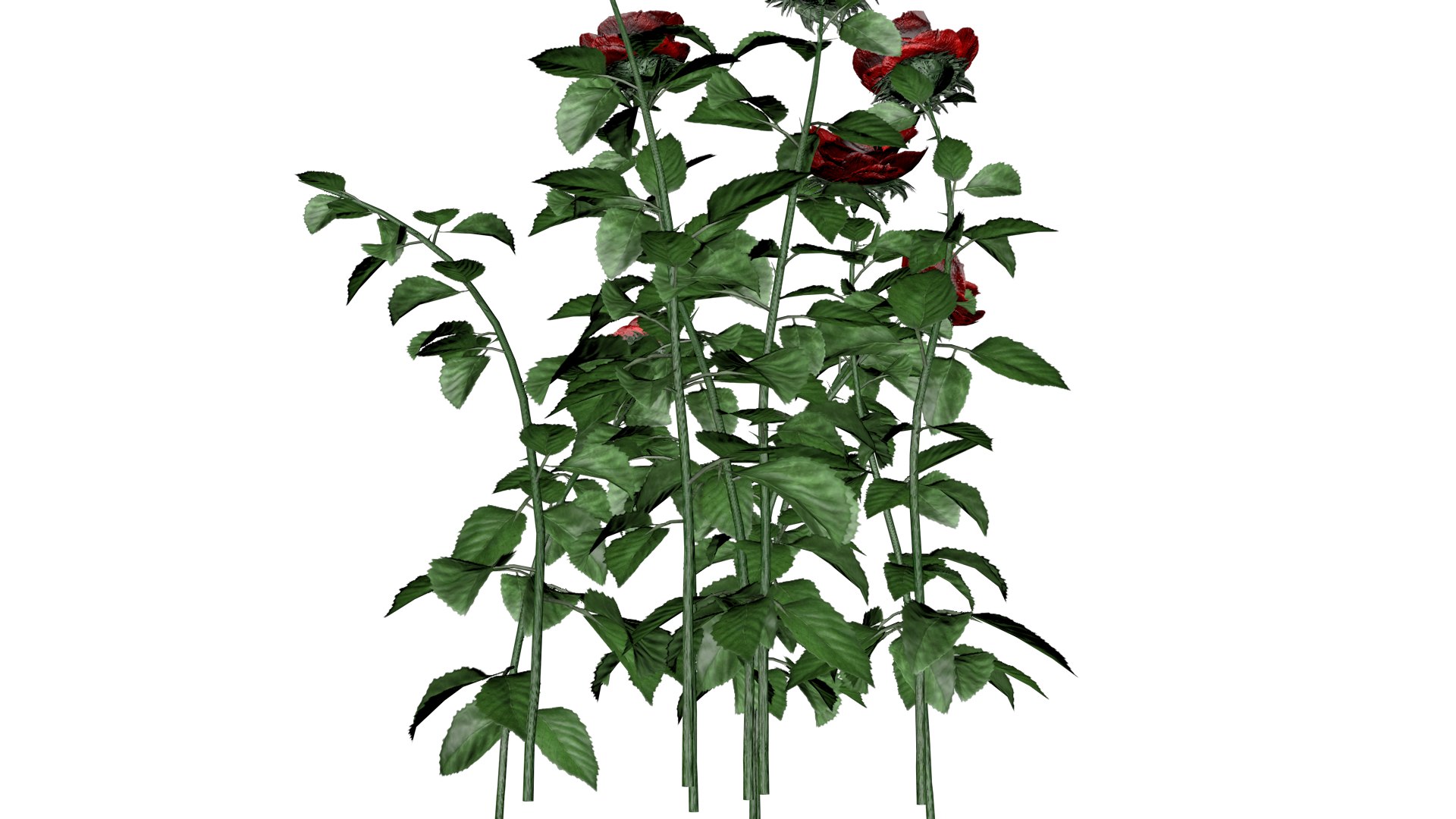 Red Rose Patch - 04 - 3D Model - TurboSquid 2372853