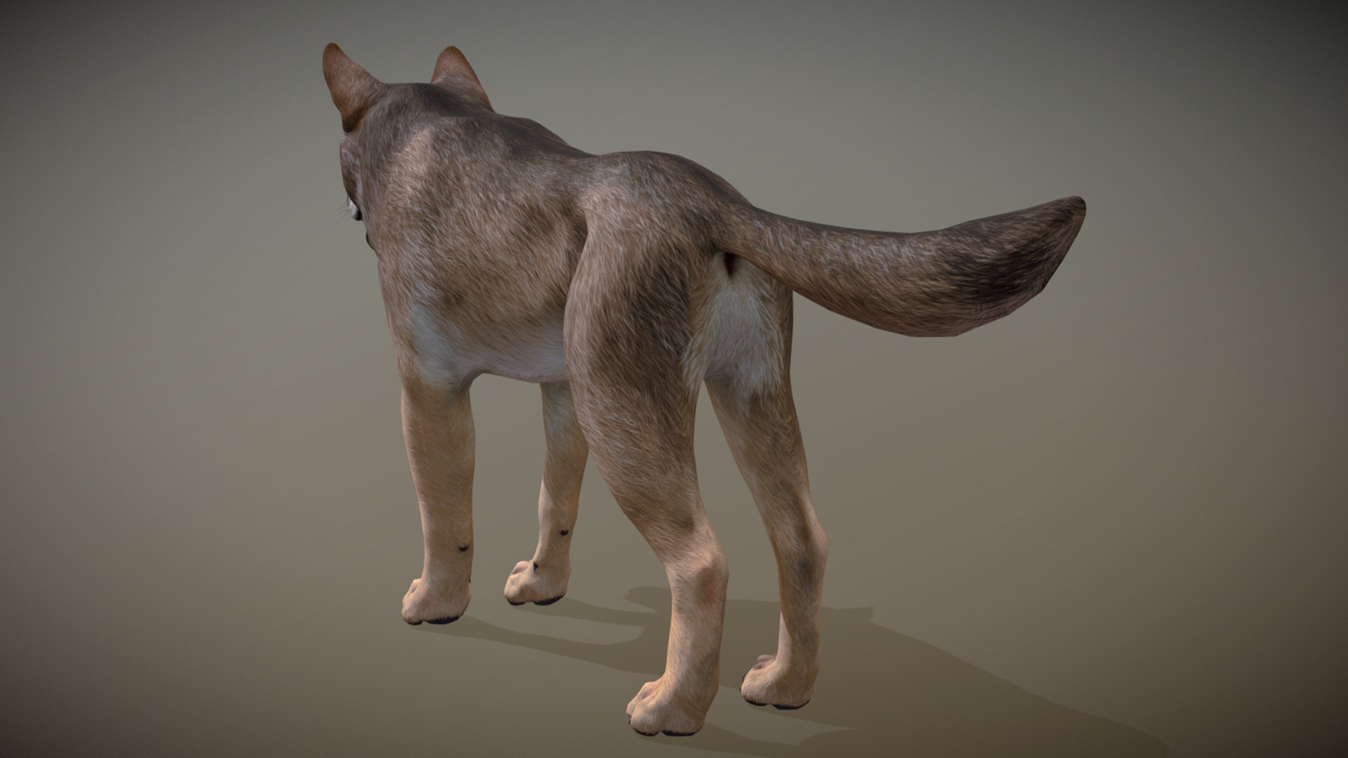 Wolf 3D Model - TurboSquid 1938875