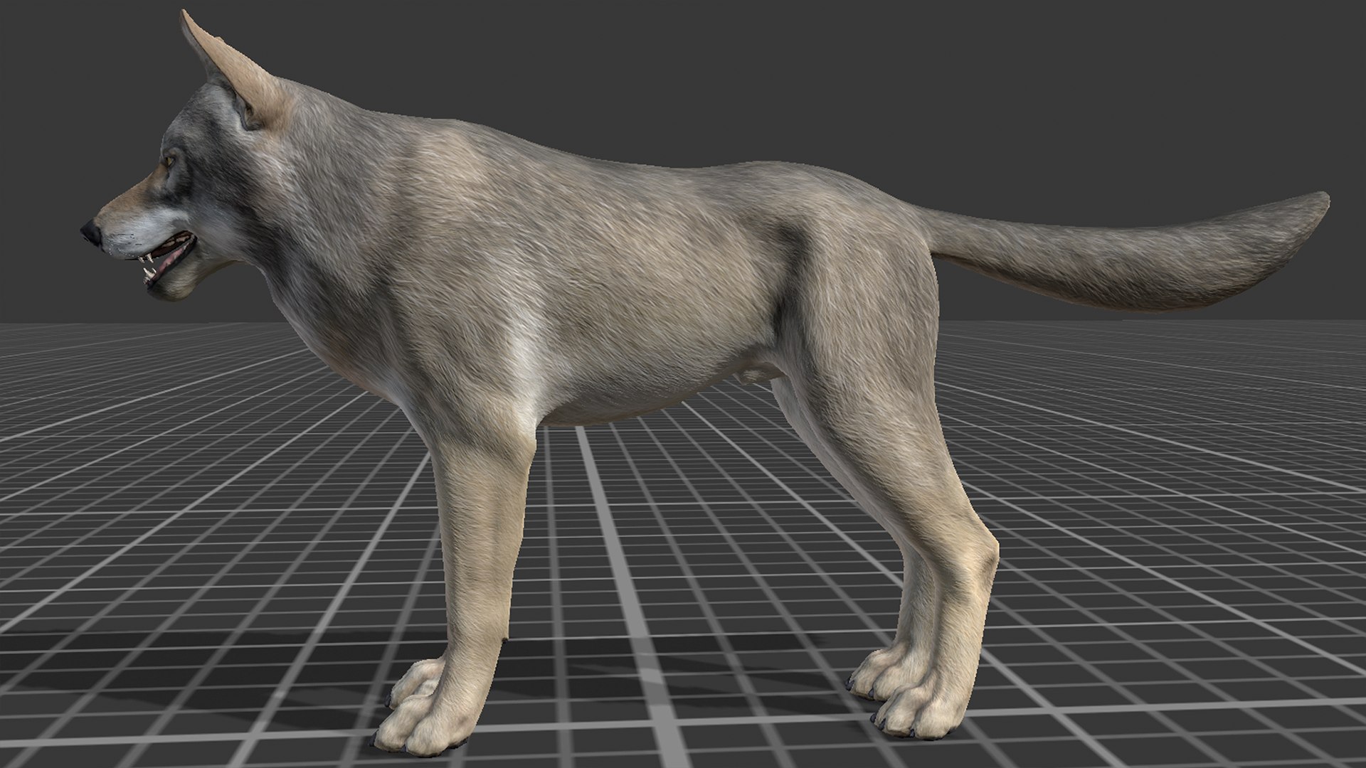 Wolf 3D Model - TurboSquid 1938875