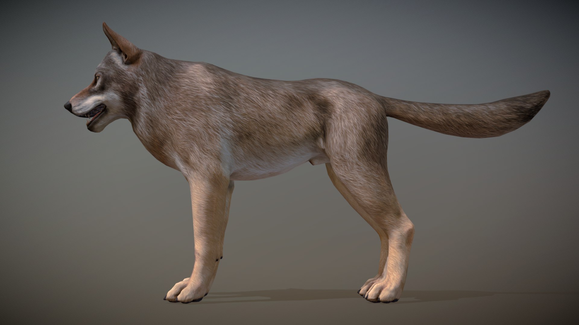 Wolf 3D Model - TurboSquid 1938875