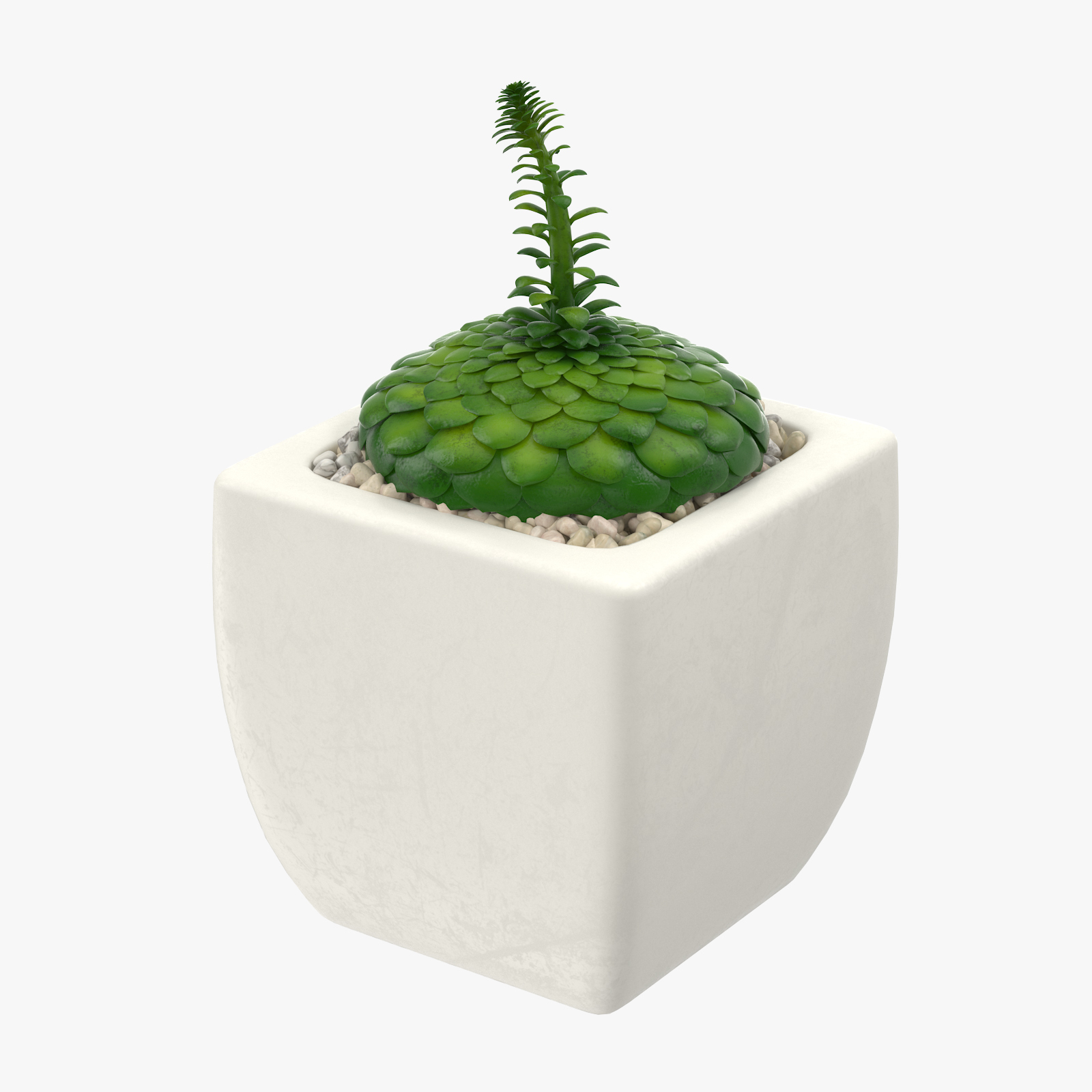 23 succulents 3d model