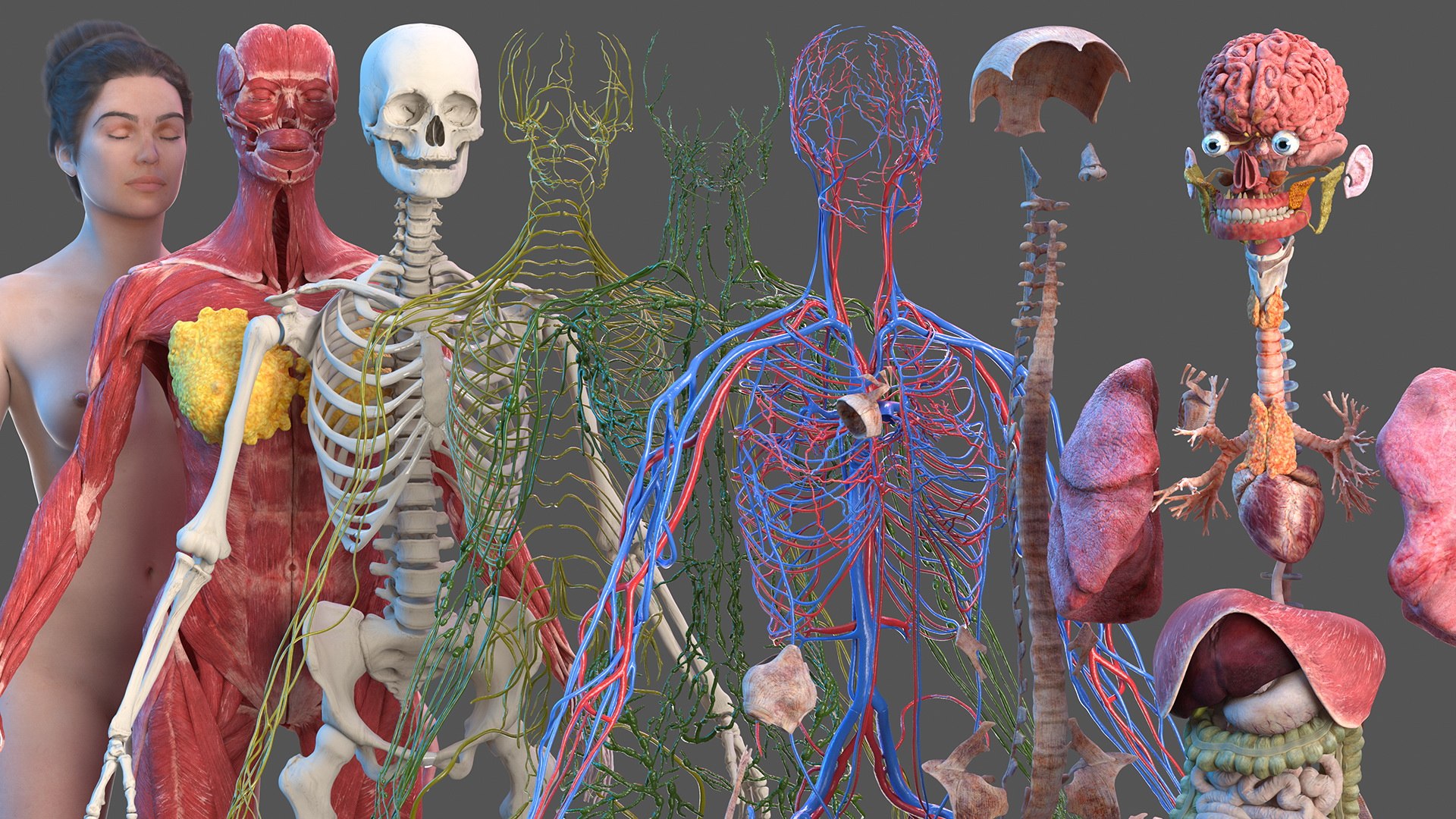 3D Complete Female Body Anatomy - TurboSquid 1611039