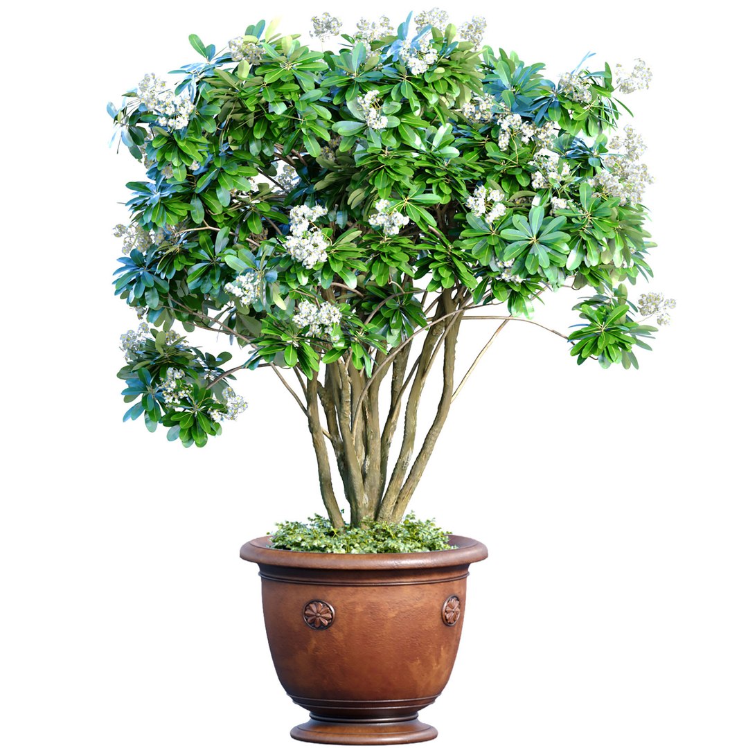 Decorative Flowering Garden Tree With White Flowers In Flowerpot 3D ...