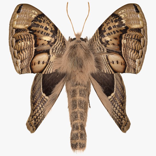 Moth 3D Models for Download | TurboSquid