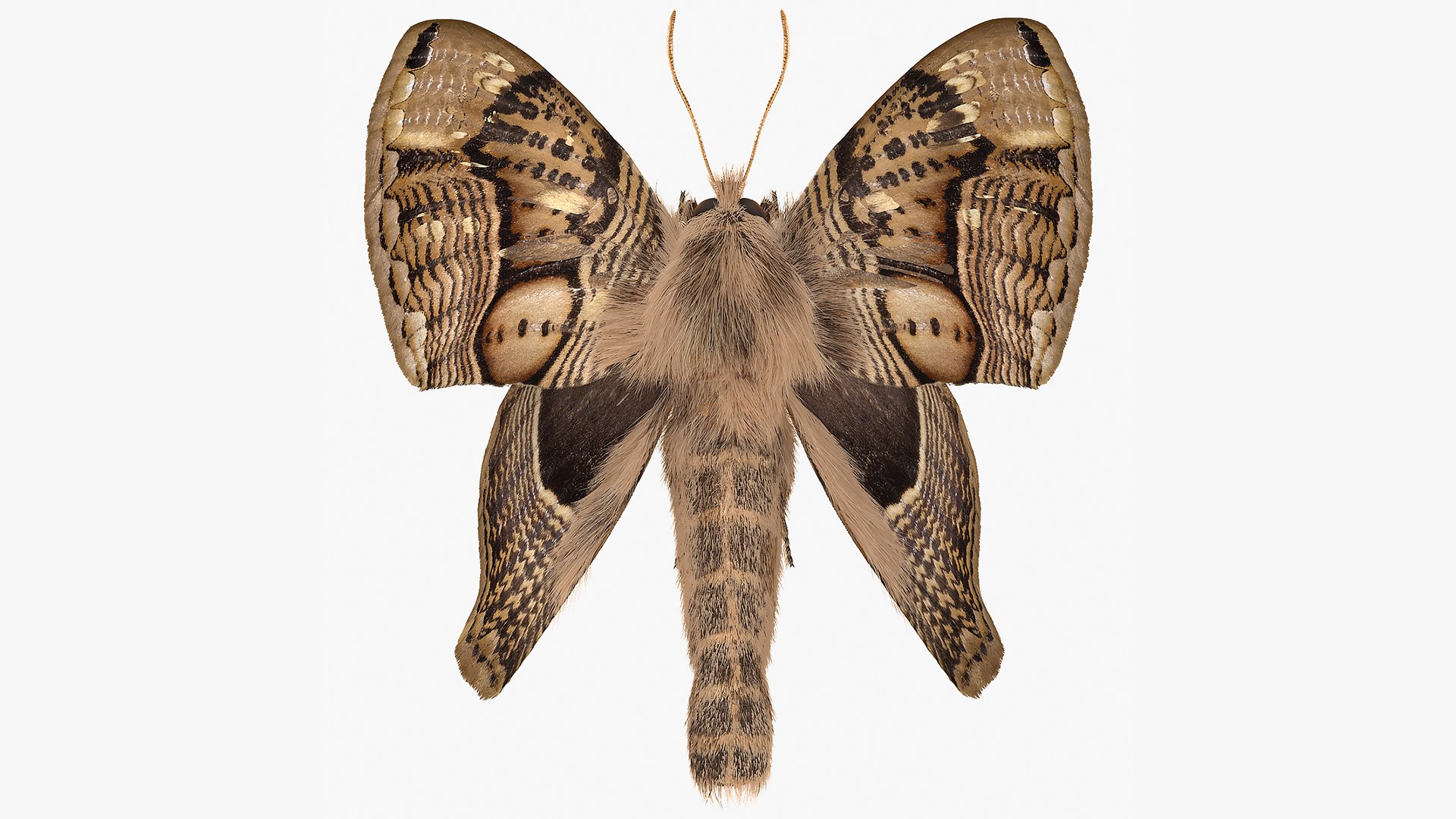 3D Animated Brahmaea Wallichii Flight Fur Rigged - TurboSquid 1775968