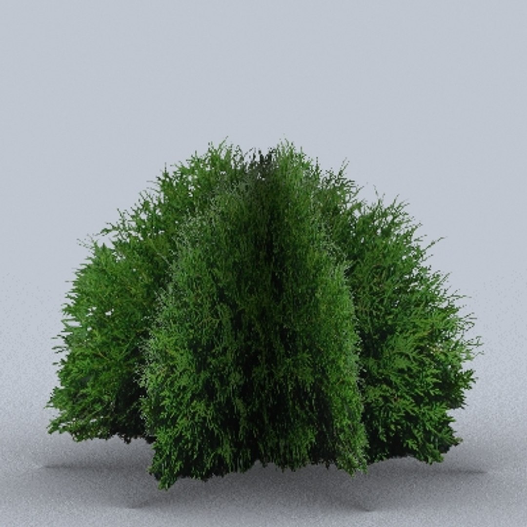 Tree Bush 3d Model
