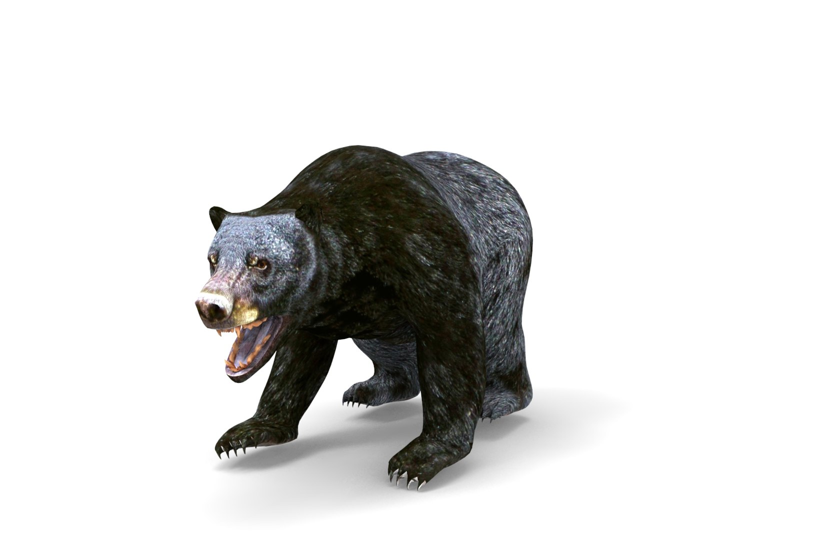 3D Model Bear Rigged - TurboSquid 1254520