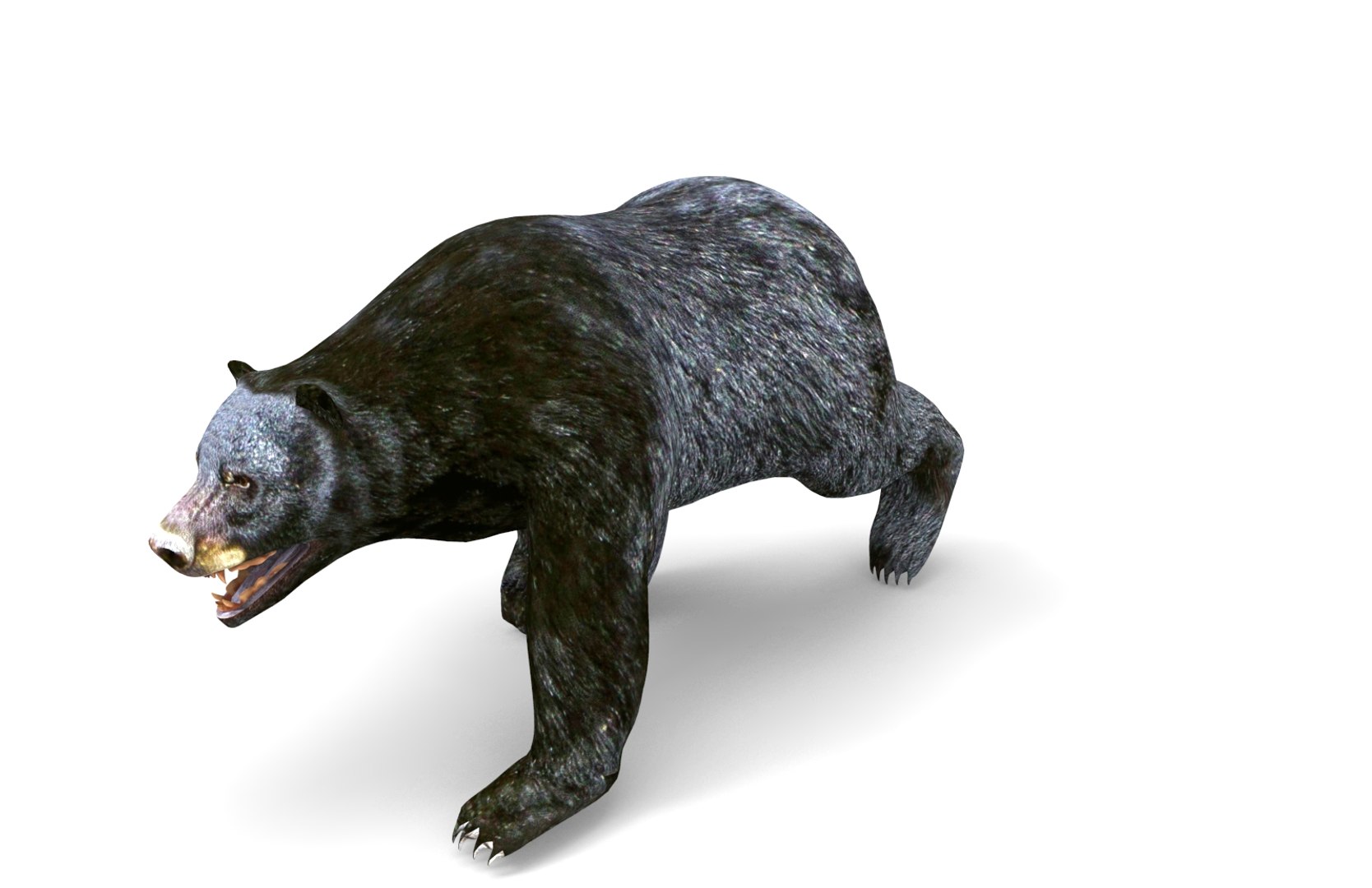 3D Model Bear Rigged - TurboSquid 1254520