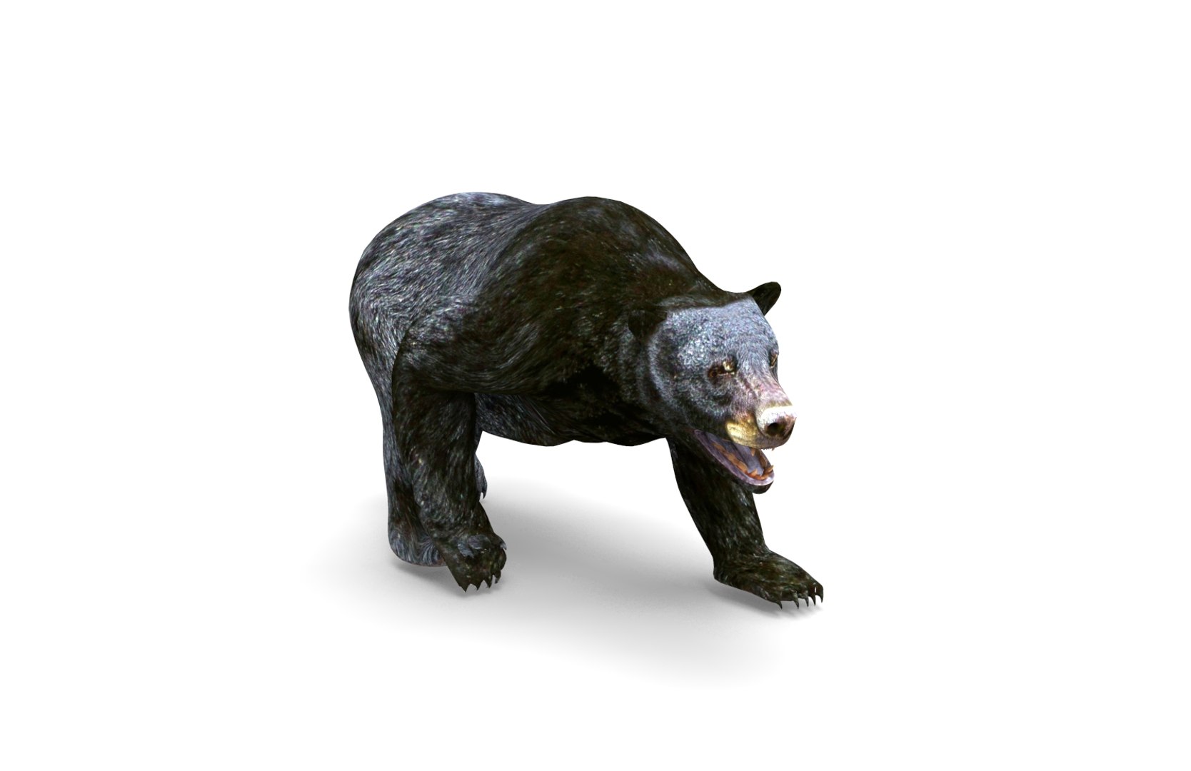 3D Model Bear Rigged - TurboSquid 1254520