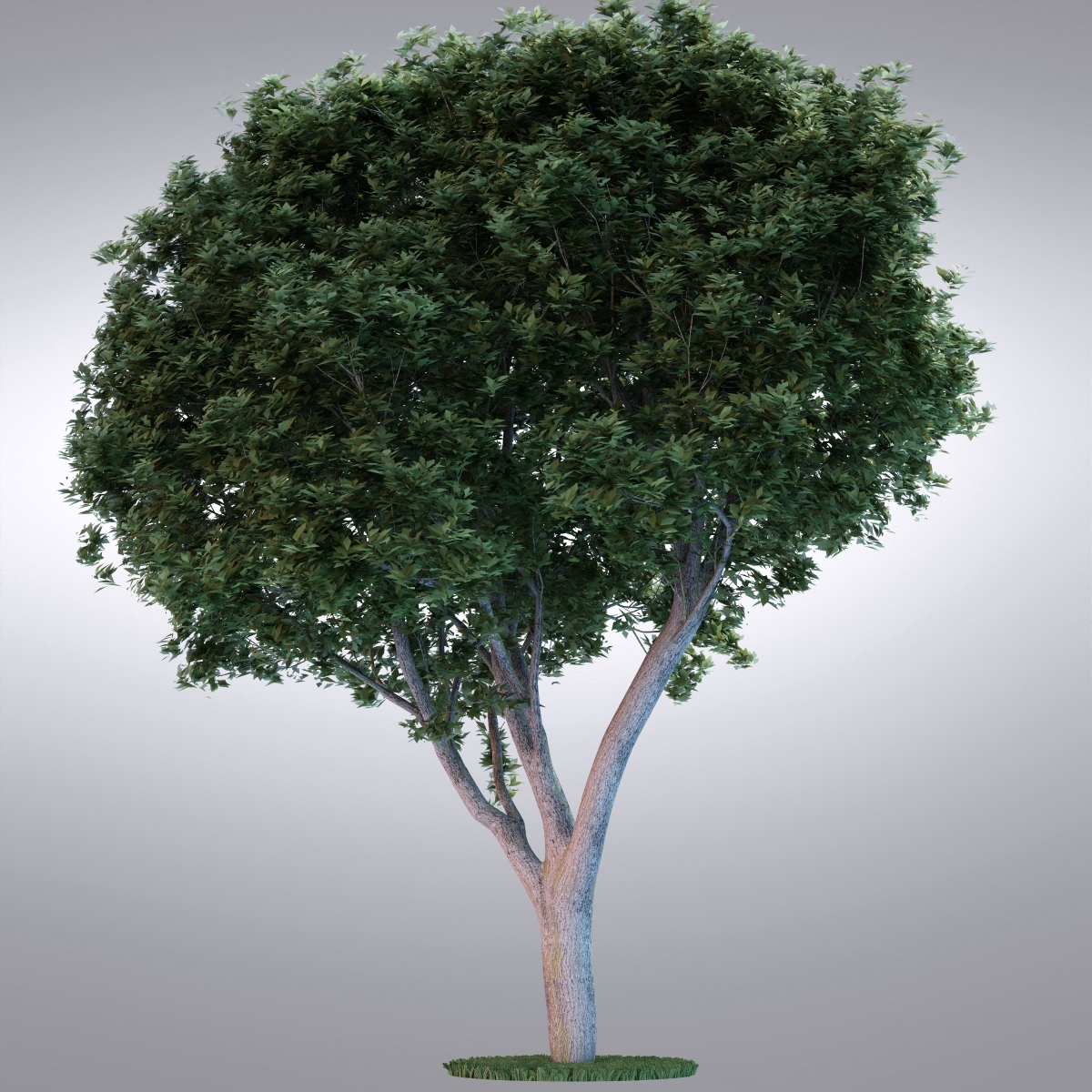 hi realistic series tree 3d max