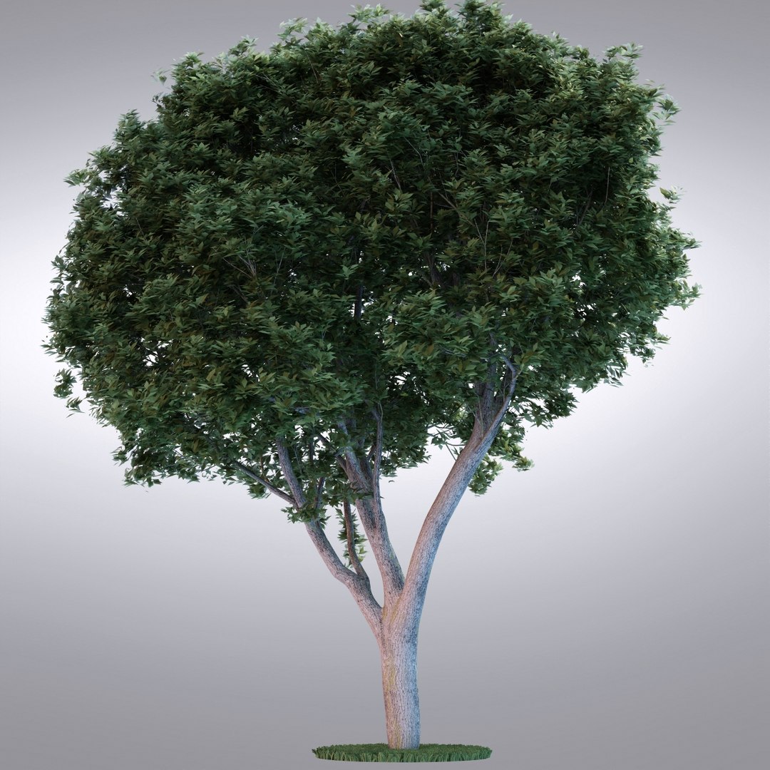 Hi Realistic Series Tree 3d Max