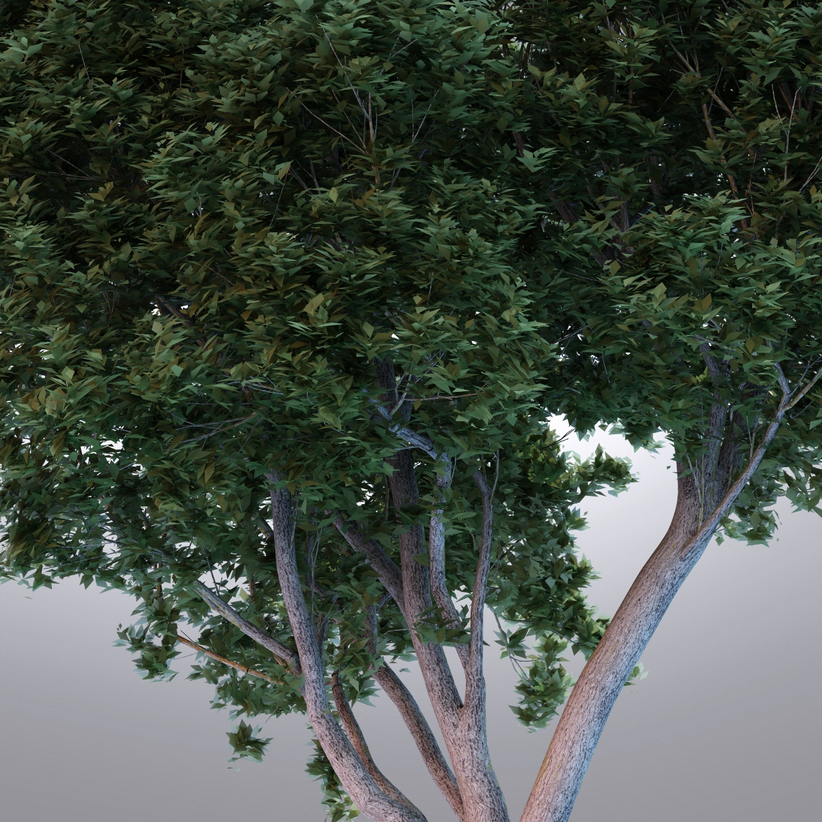 hi realistic series tree 3d max