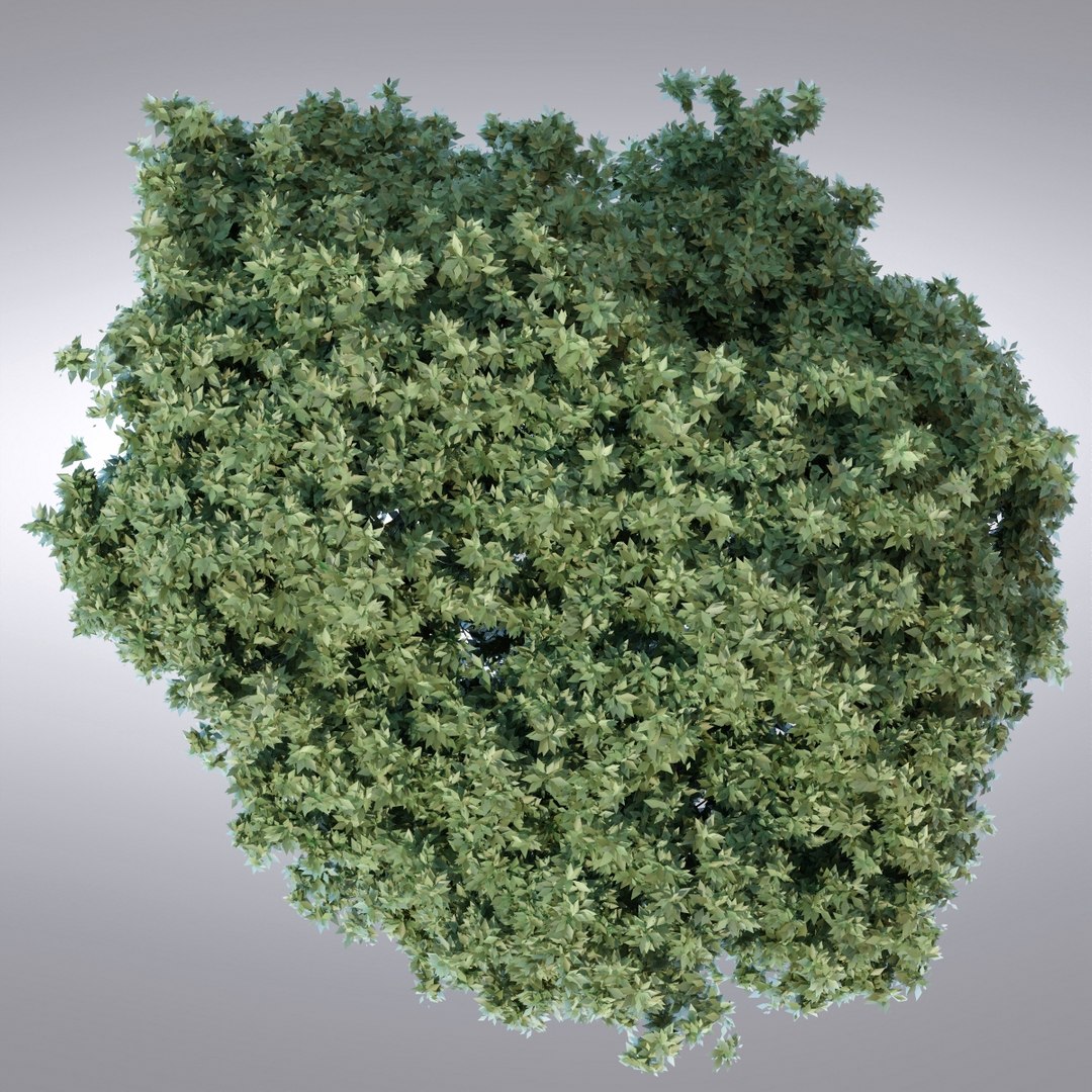 Hi Realistic Series Tree 3d Max