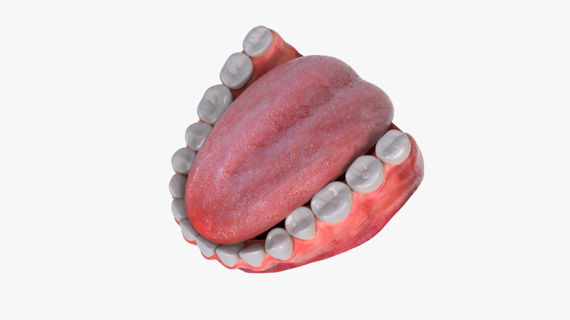 3D Model Human Lower Jaw With Teeth - TurboSquid 2504820