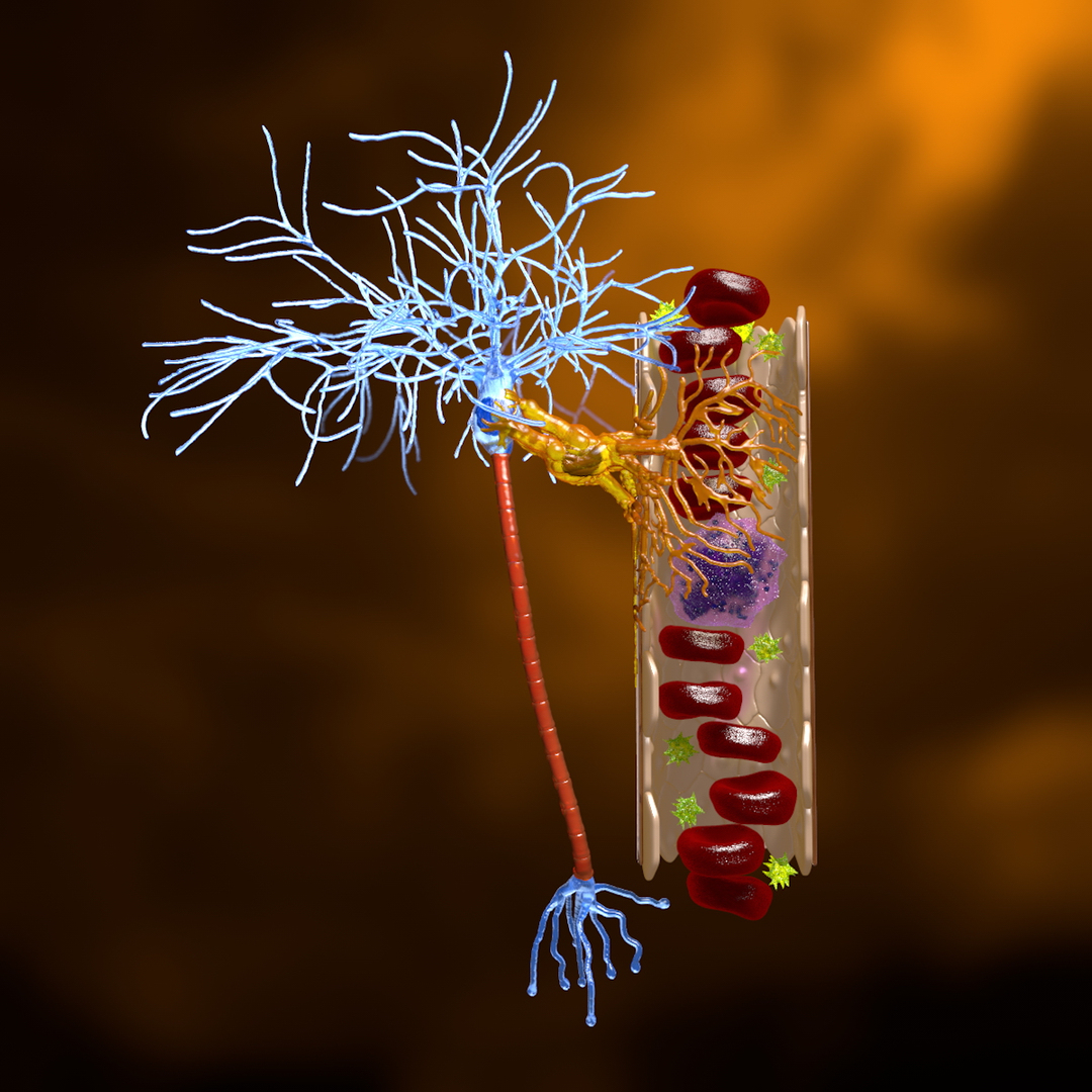 Blood Vessel Astrocyte Neuronal 3d Model